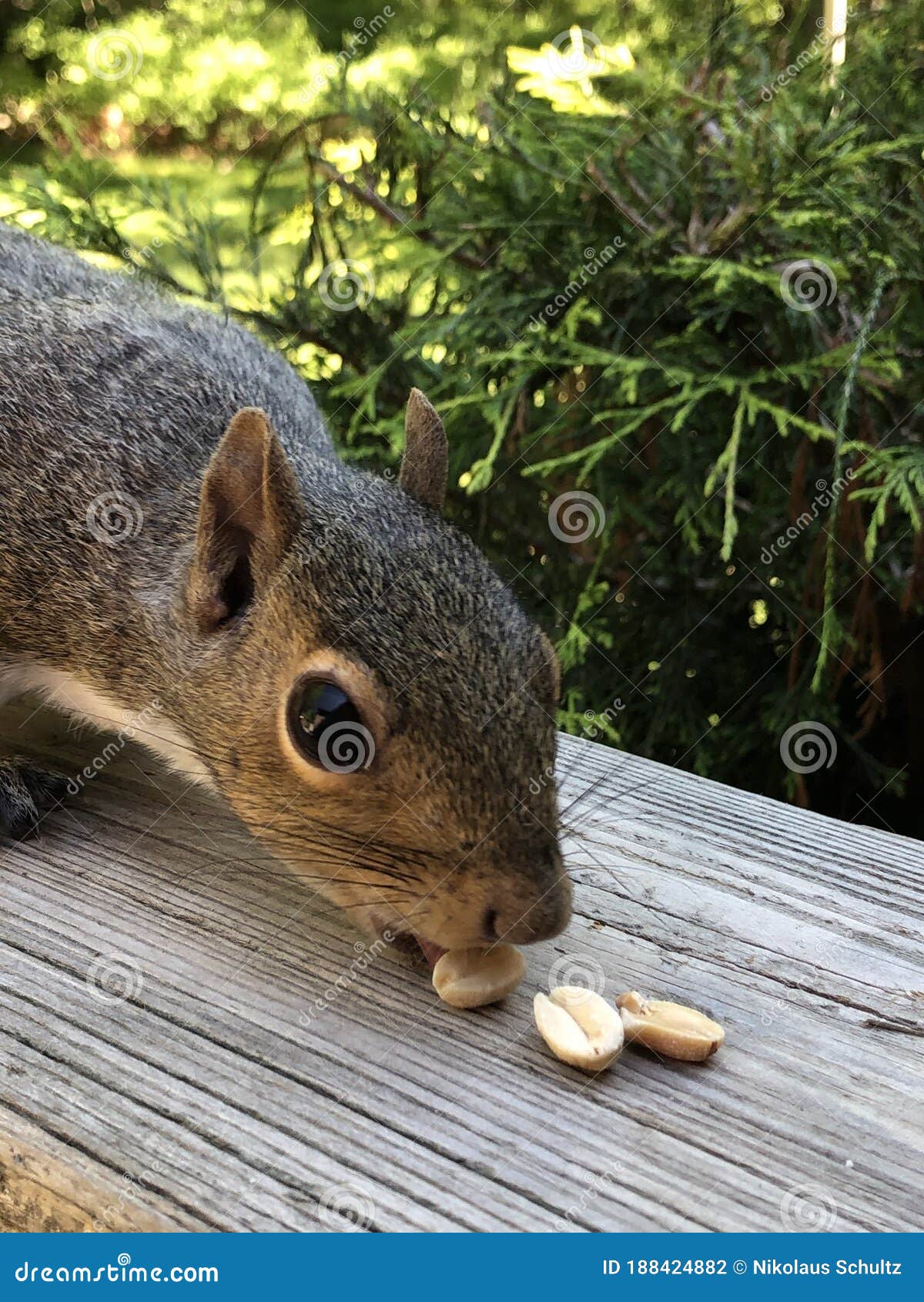 Squirrel having a snack stock photo. Image of birds - 188424882