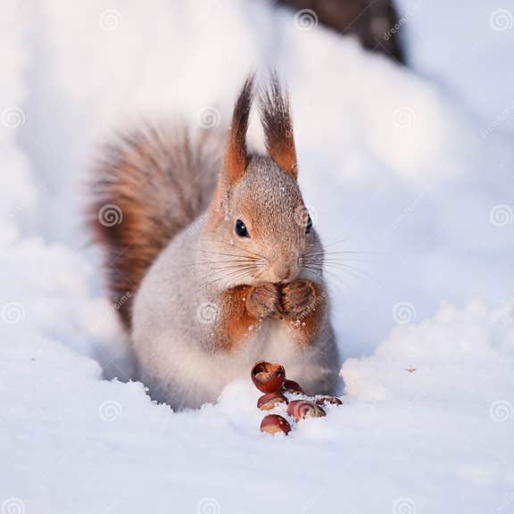 Squirrel with a hazelnut stock image. Image of outdoor - 17481085