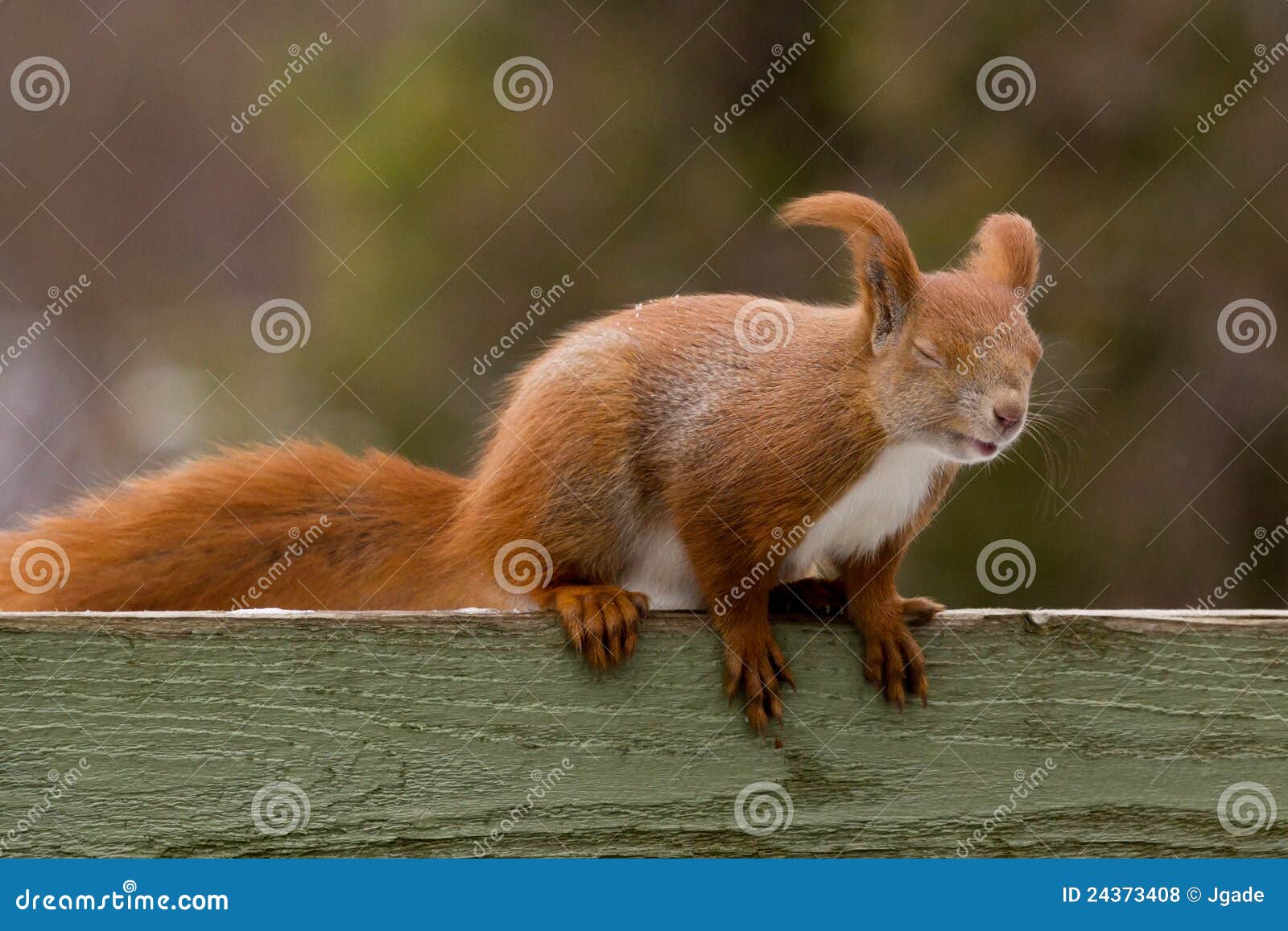 Squirrel in head wind stock photo. Image of paint, nature - 24373408
