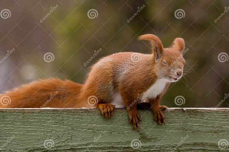 Squirrel in head wind stock photo. Image of paint, nature - 24373408
