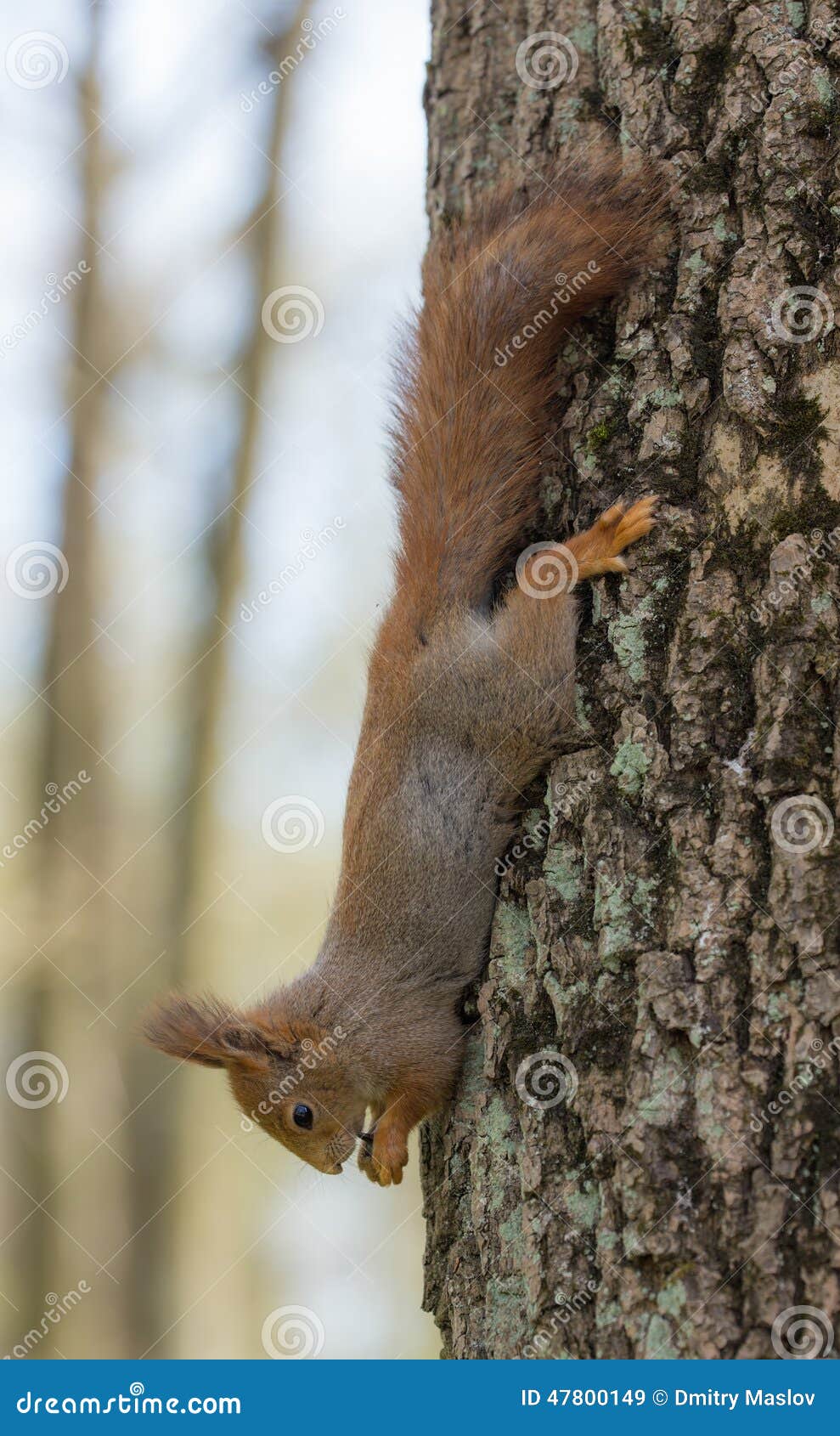 Squirrel headfirst stock image. Image of closeup, spring - 47800149