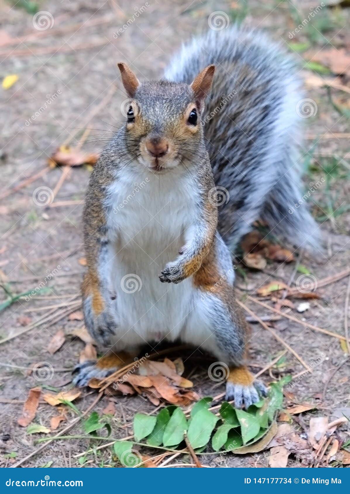 Squirrel : ` Hello Do You Have Nuts ? ` Stock Photo - Image of rodent ...