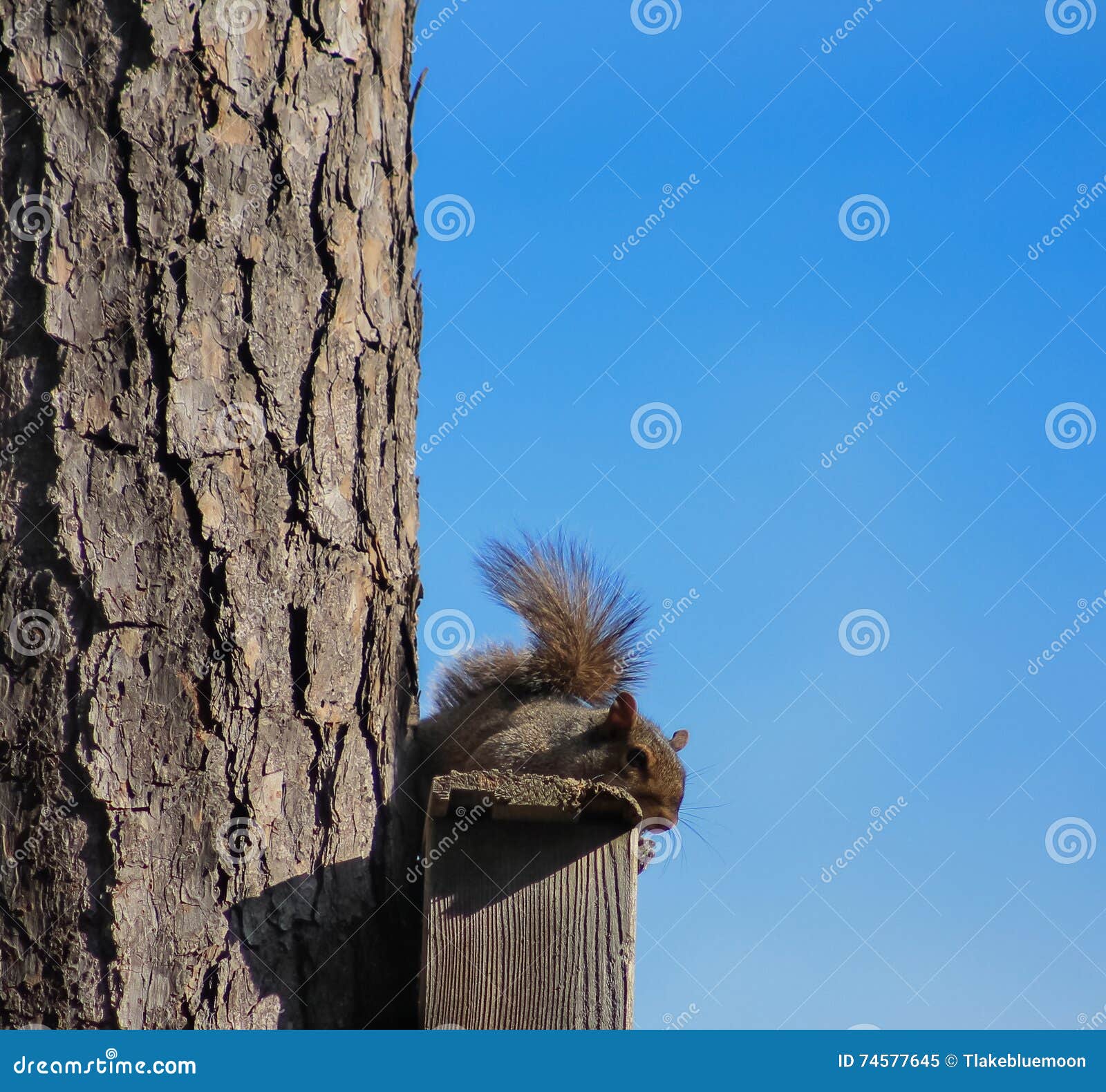 Squirrel Hide Out stock image. Image of north, rodent - 74577645