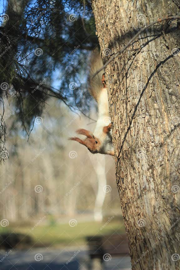 Squirrel Hides Behind a Tree in Spring Stock Image - Image of branch ...