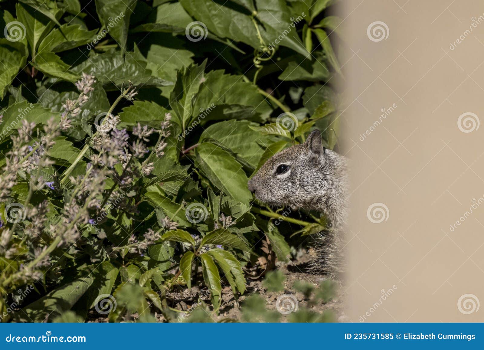 Squirrel Hiding Behind a Post while Making Its Way through the Ivy ...