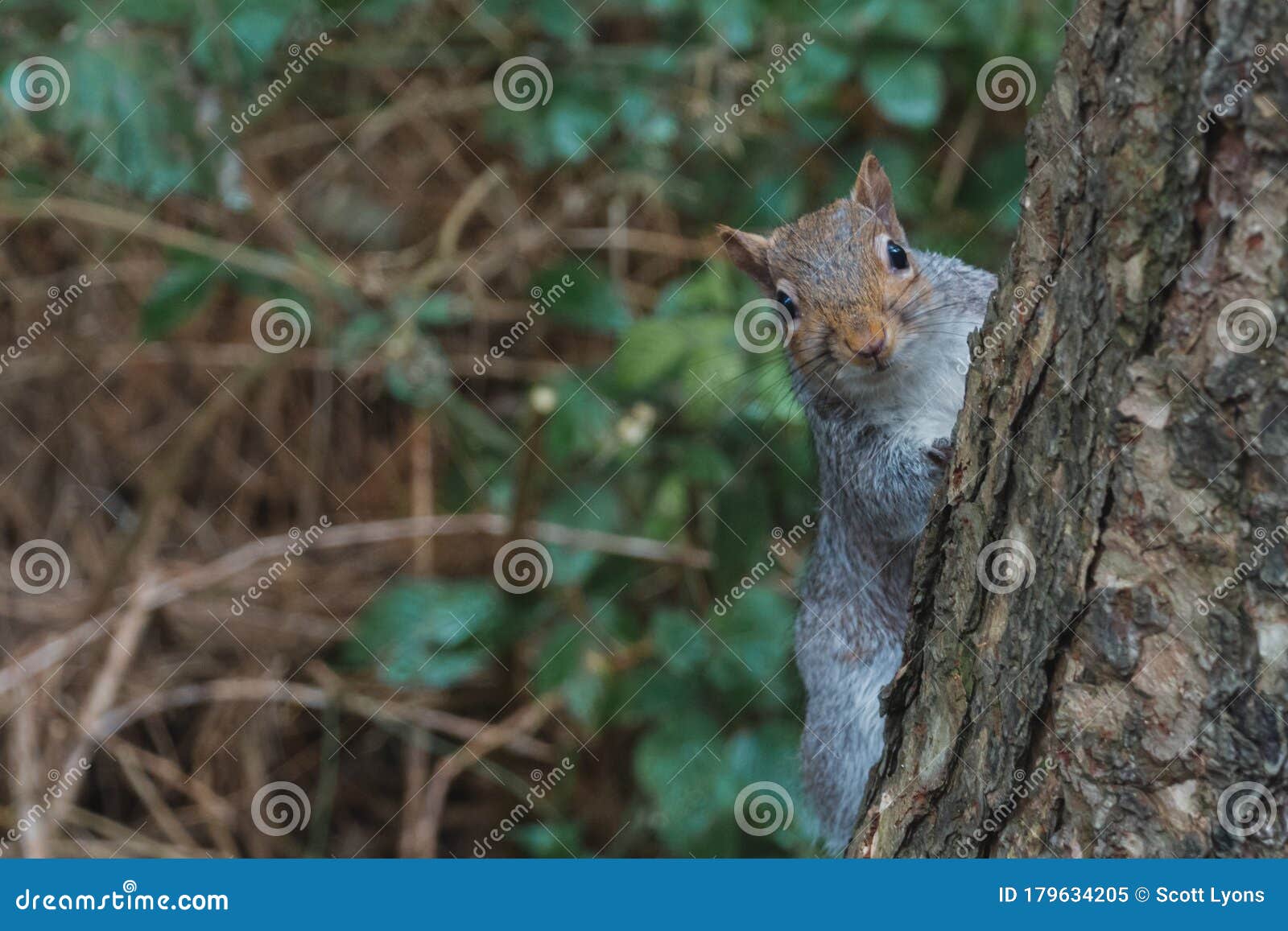 Squirrel Hiding Behind a Tree Stock Image - Image of outdoors, grey ...