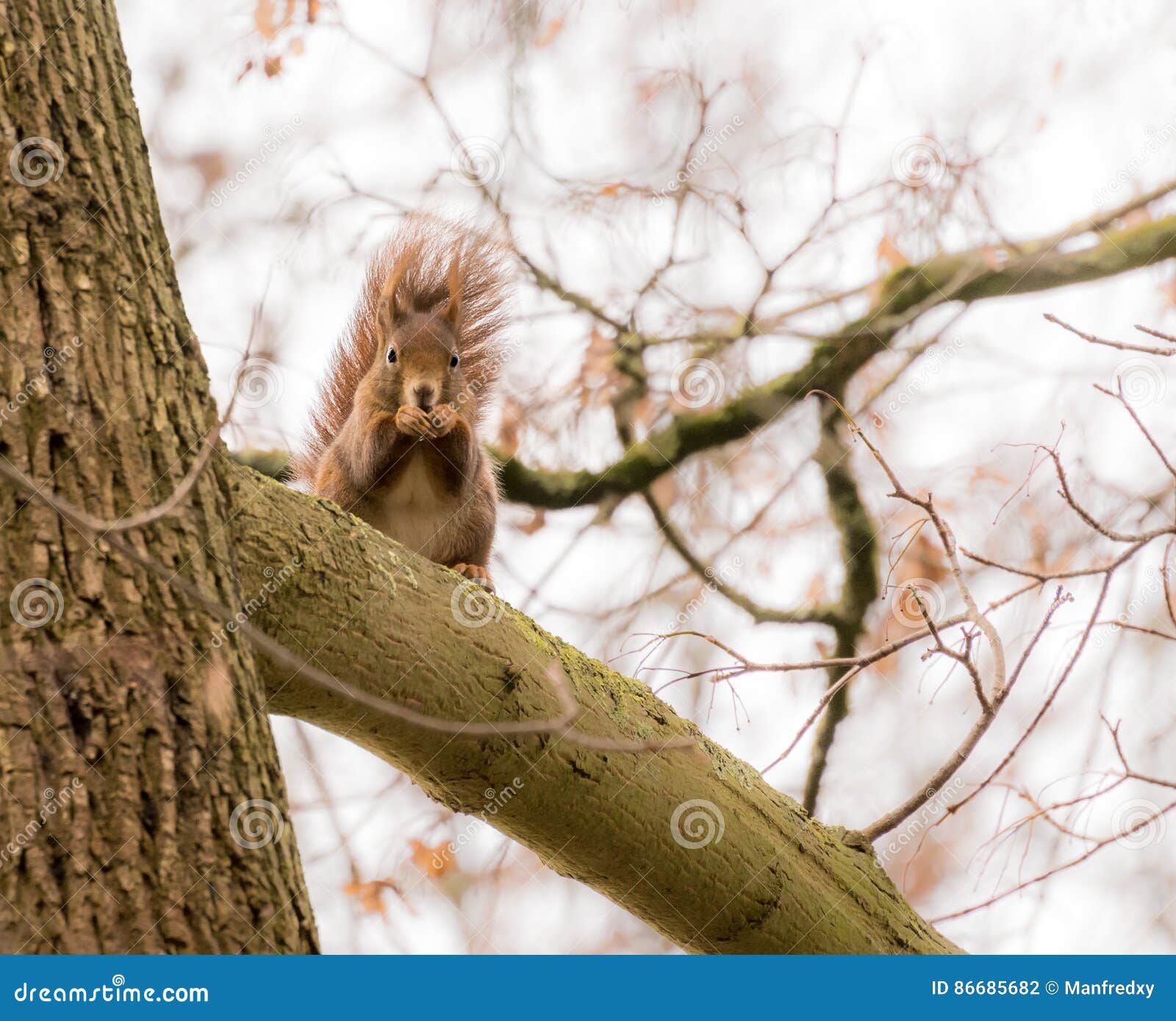 Squirrel Hiding On A Green Coniferous Tree Stock Photography ...