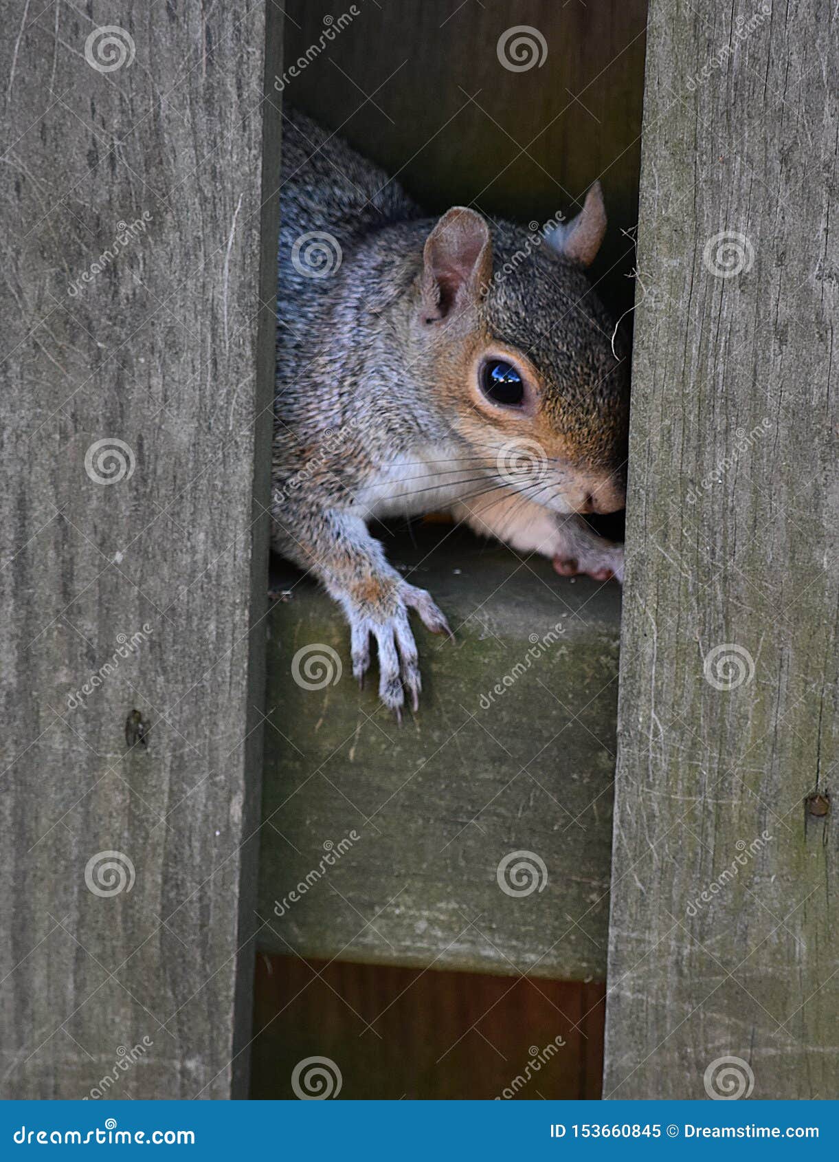 Squirrel Hiding in Fence stock image. Image of creek - 153660845