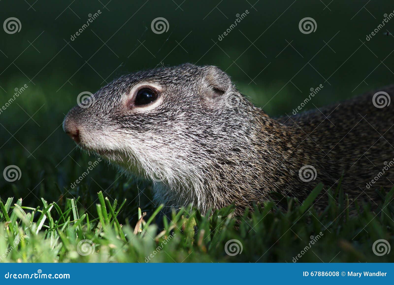 Squirrel Hiding in the Grass Stock Photo - Image of peanut, squirrel ...