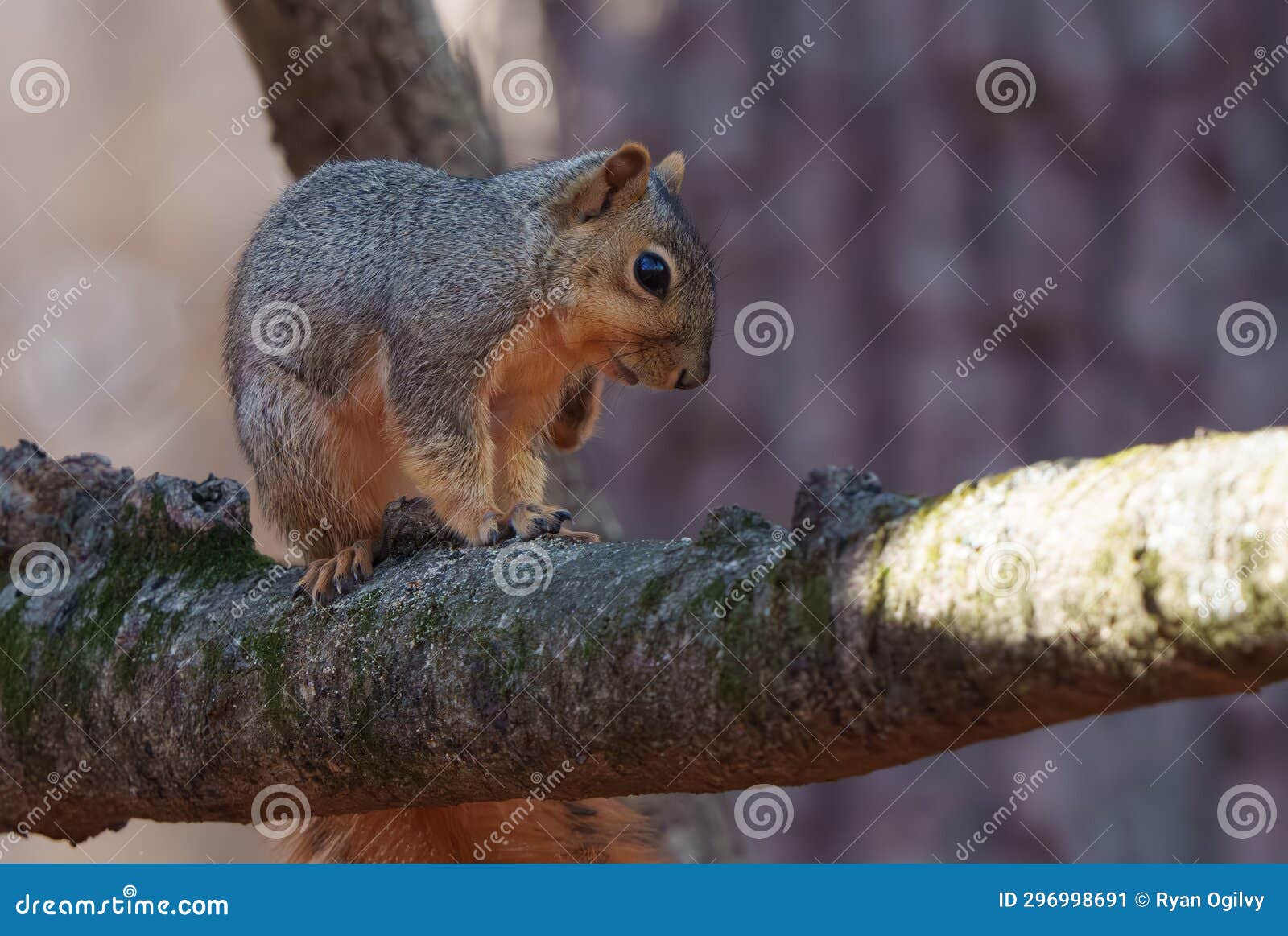 Squirrel Hiding in Tree stock image. Image of wildlife - 296998691