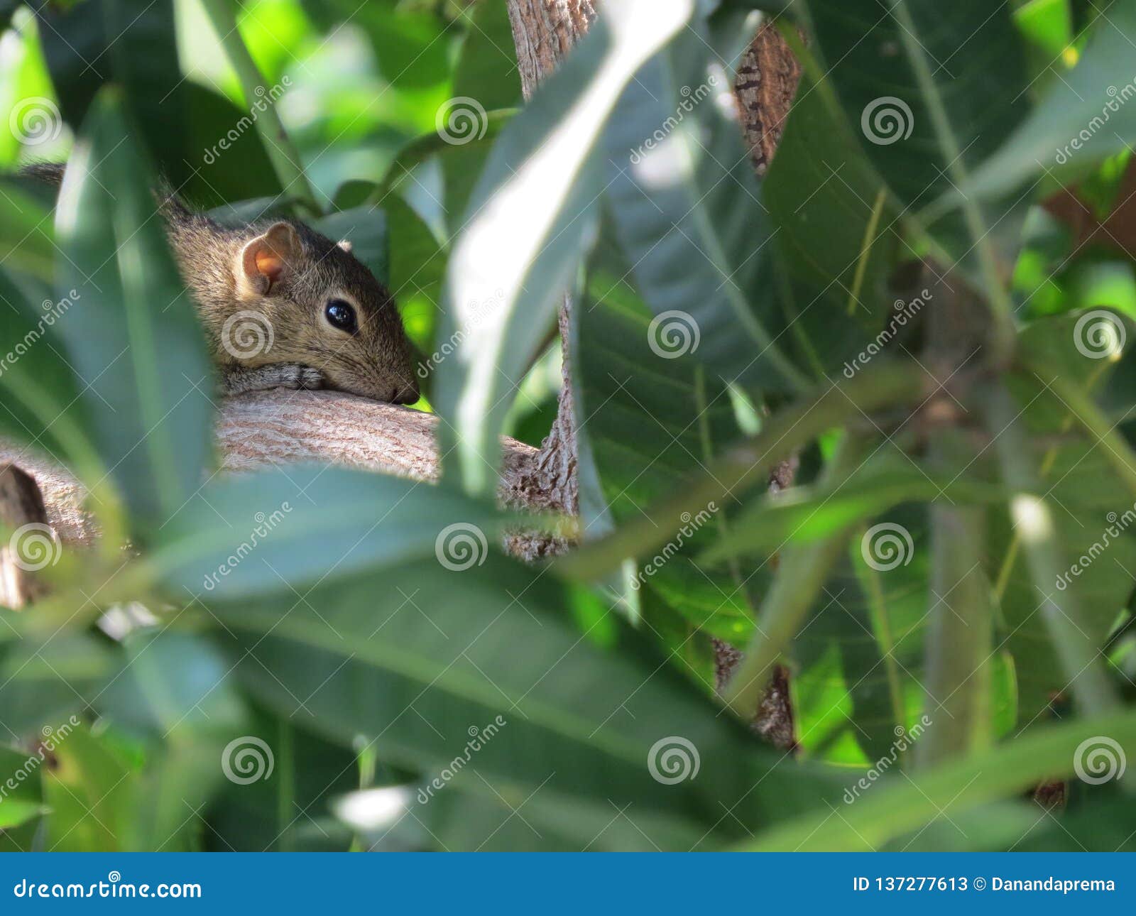 Squirrel Hiding on Tree Top Stock Image - Image of innocent, natural ...