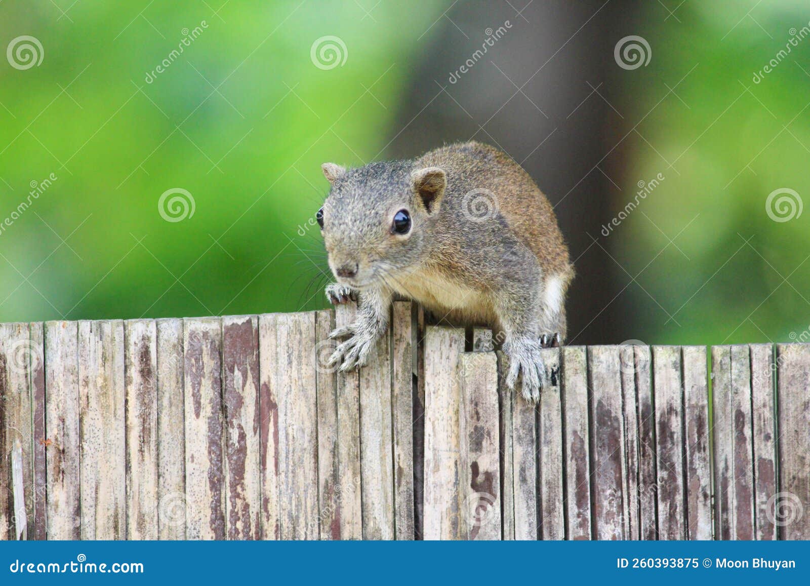 The Squirrel stock image. Image of nature, animal, mammal - 260393875