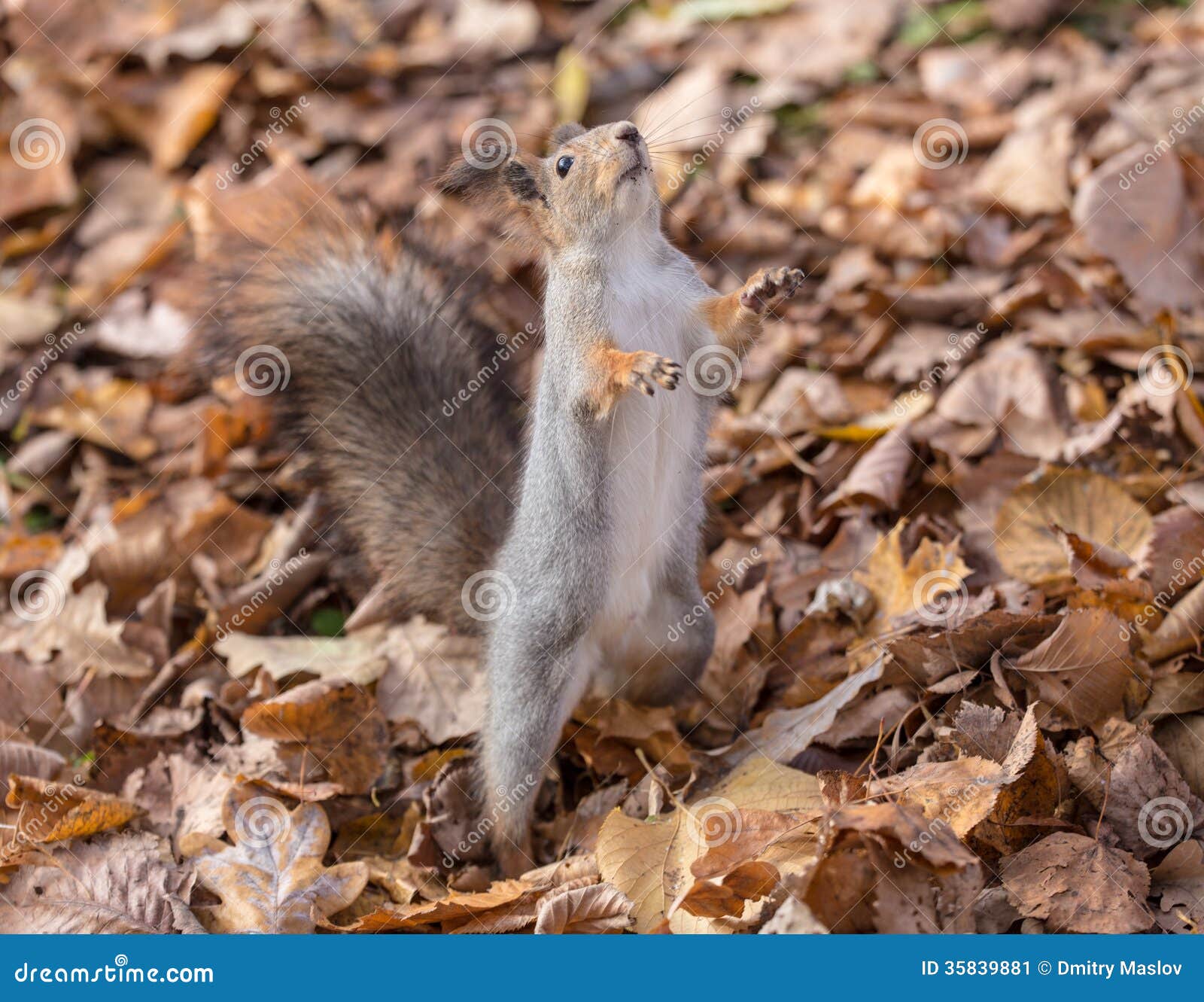 Squirrel on hind legs stock image. Image of woods, yellow - 35839881