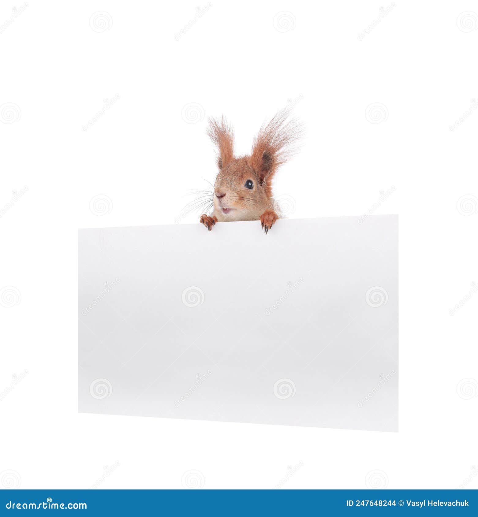 Squirrel Cartoon Holding Sign Stock Photos - Free & Royalty-Free Stock ...