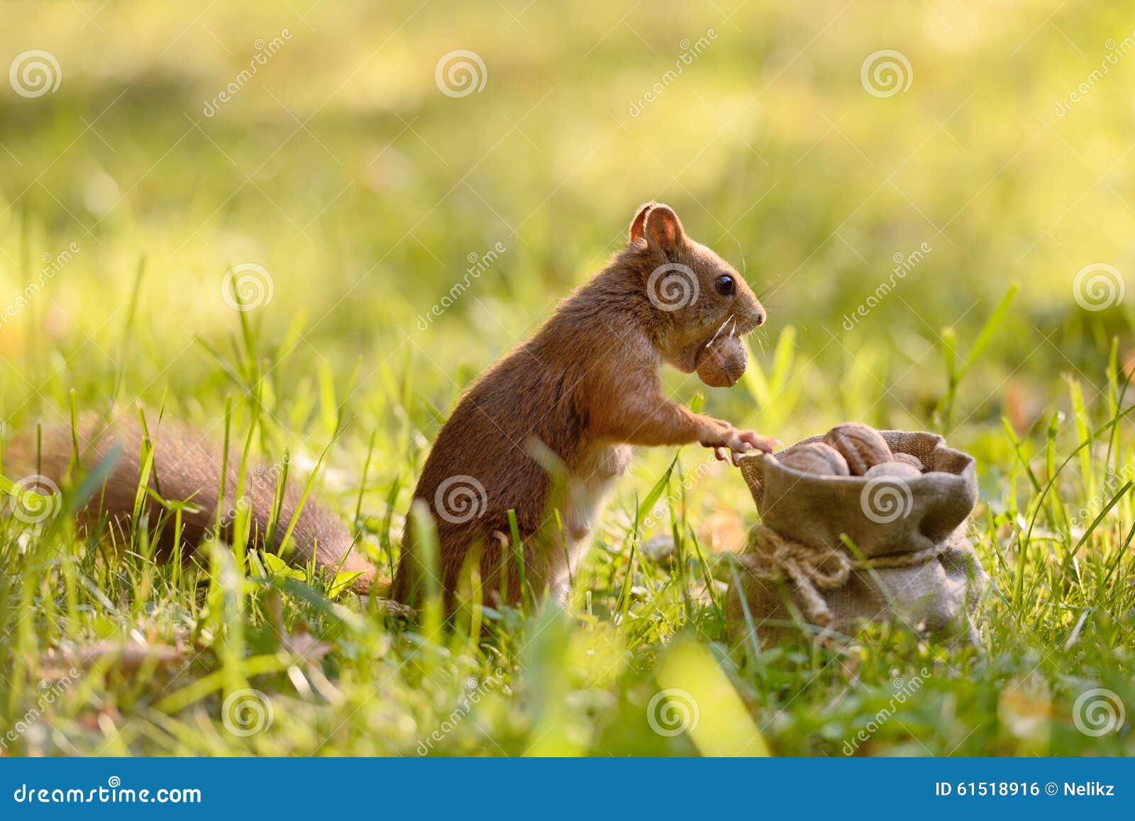 Squirrel Holding a Bag with Nuts Stock Photo - Image of park, canvas ...