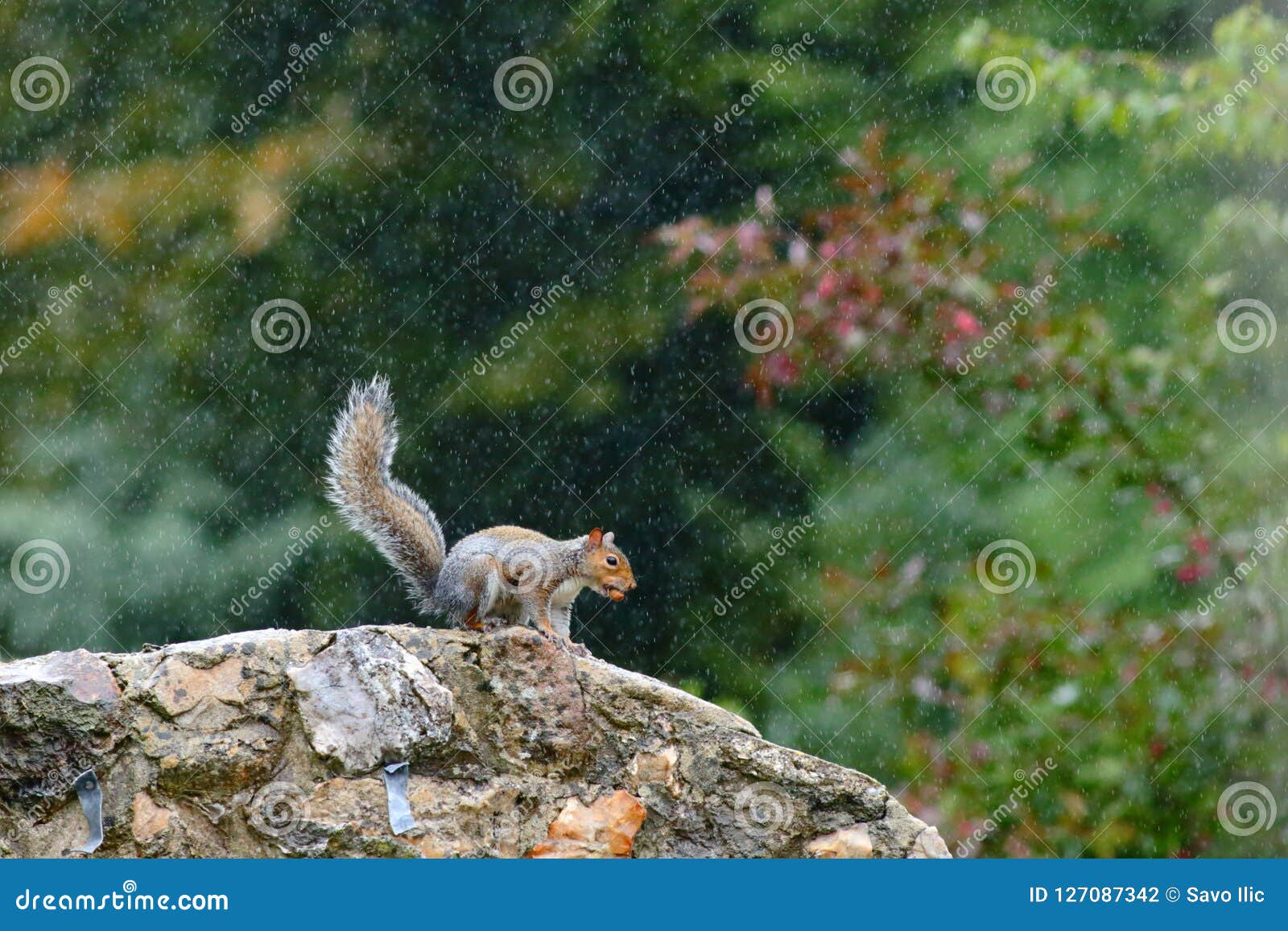 Squirrel in the rain stock photo. Image of season, english - 127087342