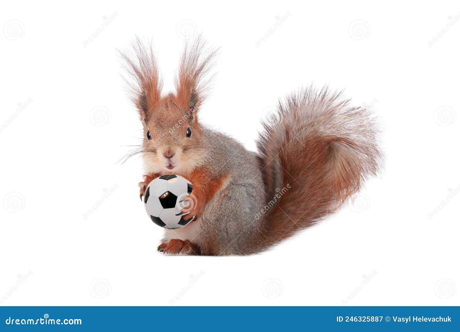 Hallelujah Squirrel Football