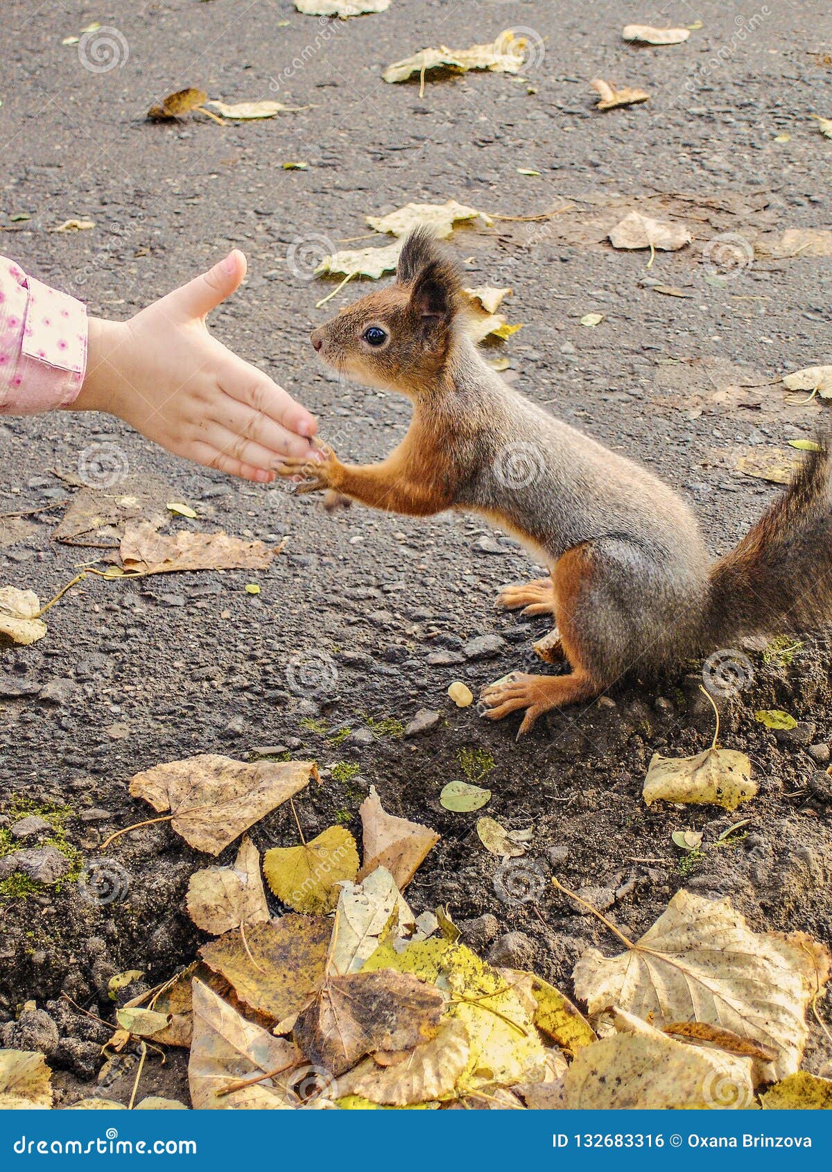 Squirrel Holds the Paws of a Child`s Hand. Stock Photo - Image of ...