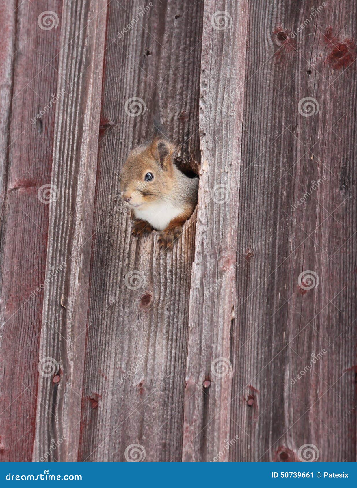 Squirrel in the hole stock image. Image of sciurus, squirrel - 50739661