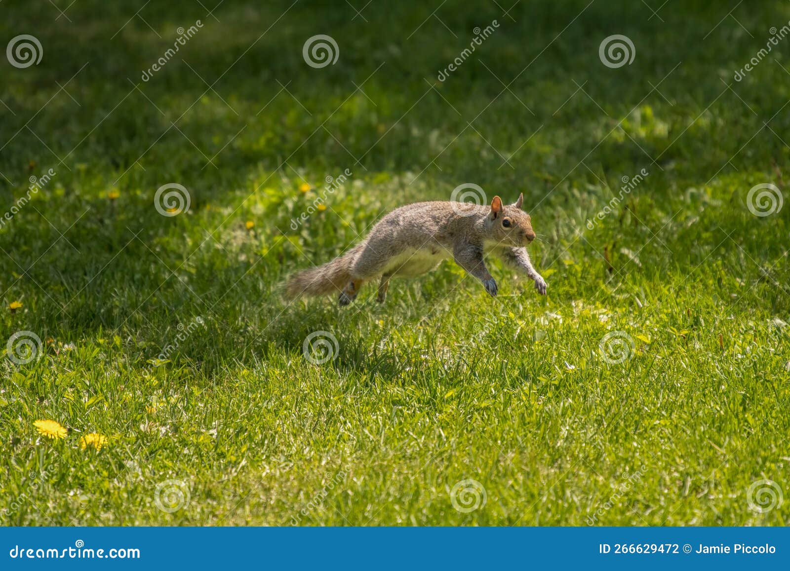Squirrel hoping in grass stock photo. Image of nature - 266629472