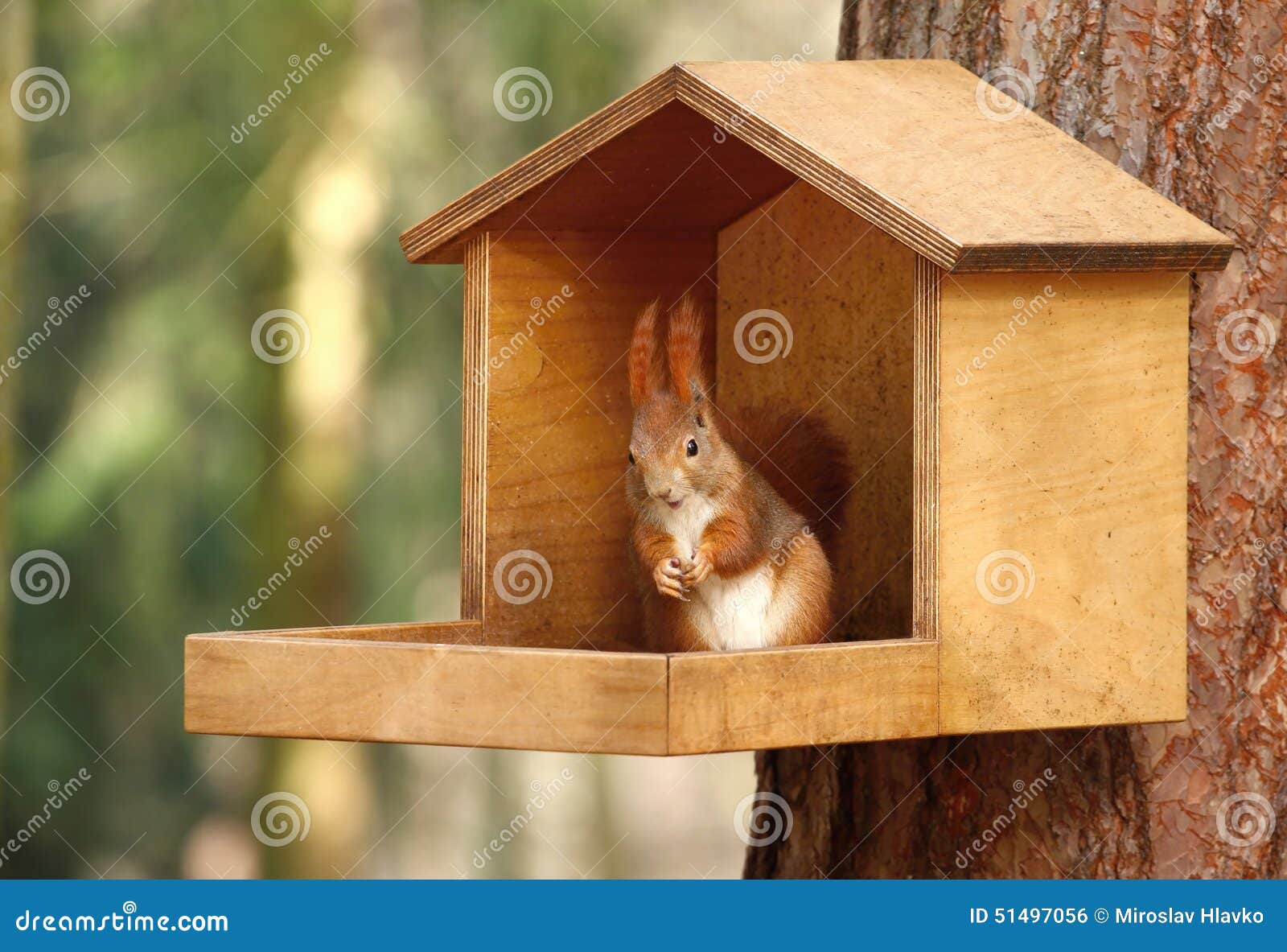 Large Squirrel House
