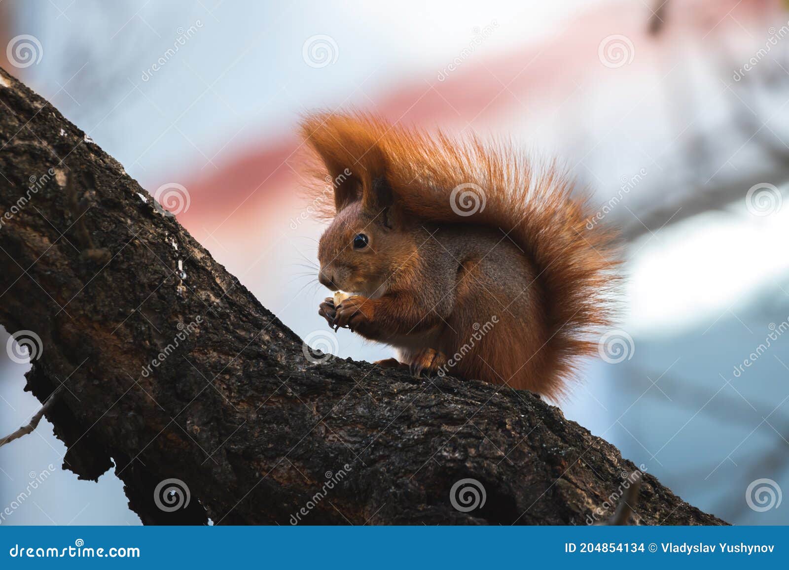 Squirrel With A Huge Tail In The Park Sitting On A Tree Branch, View ...