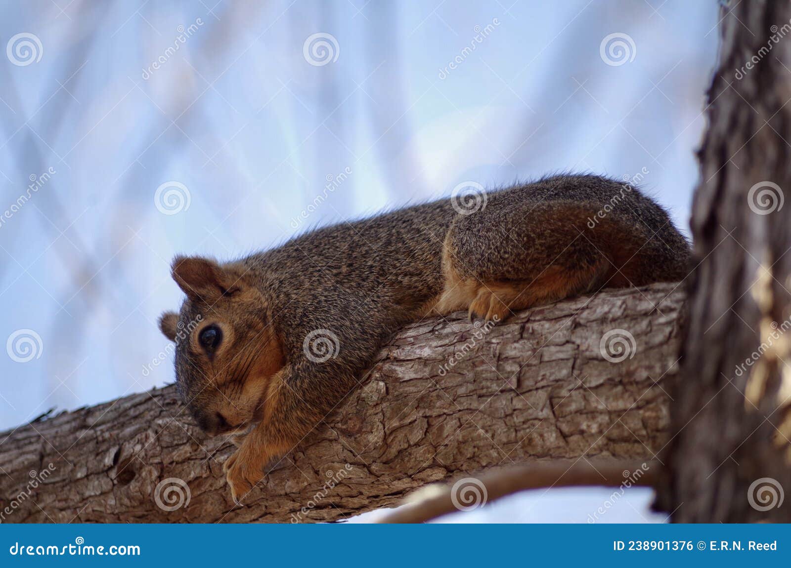 Squirrel Hugging Tree Branch Stock Photo - Image of branch, tree: 238901376
