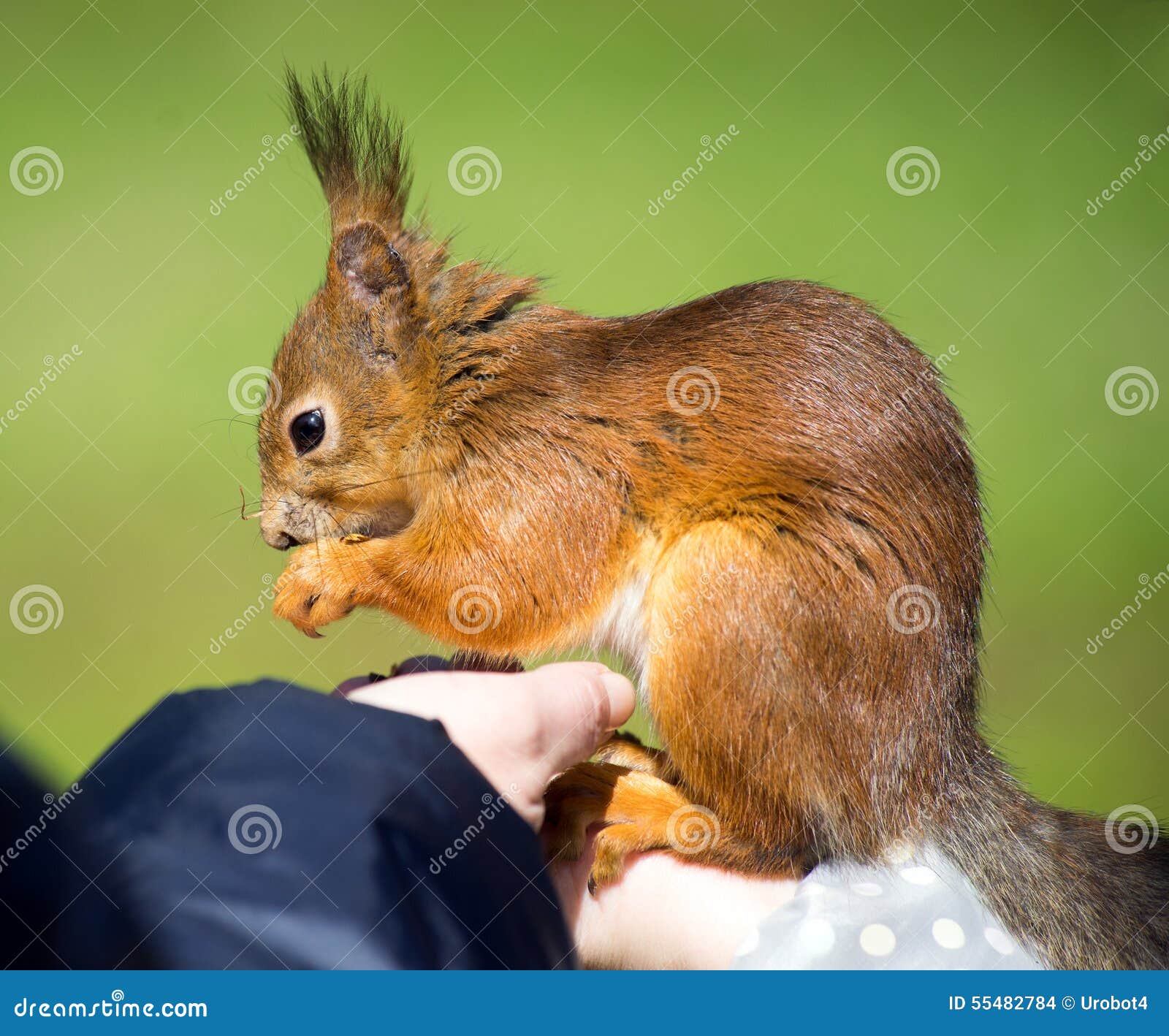 Squirrel in Human Hands stock photo. Image of mammal - 55482784