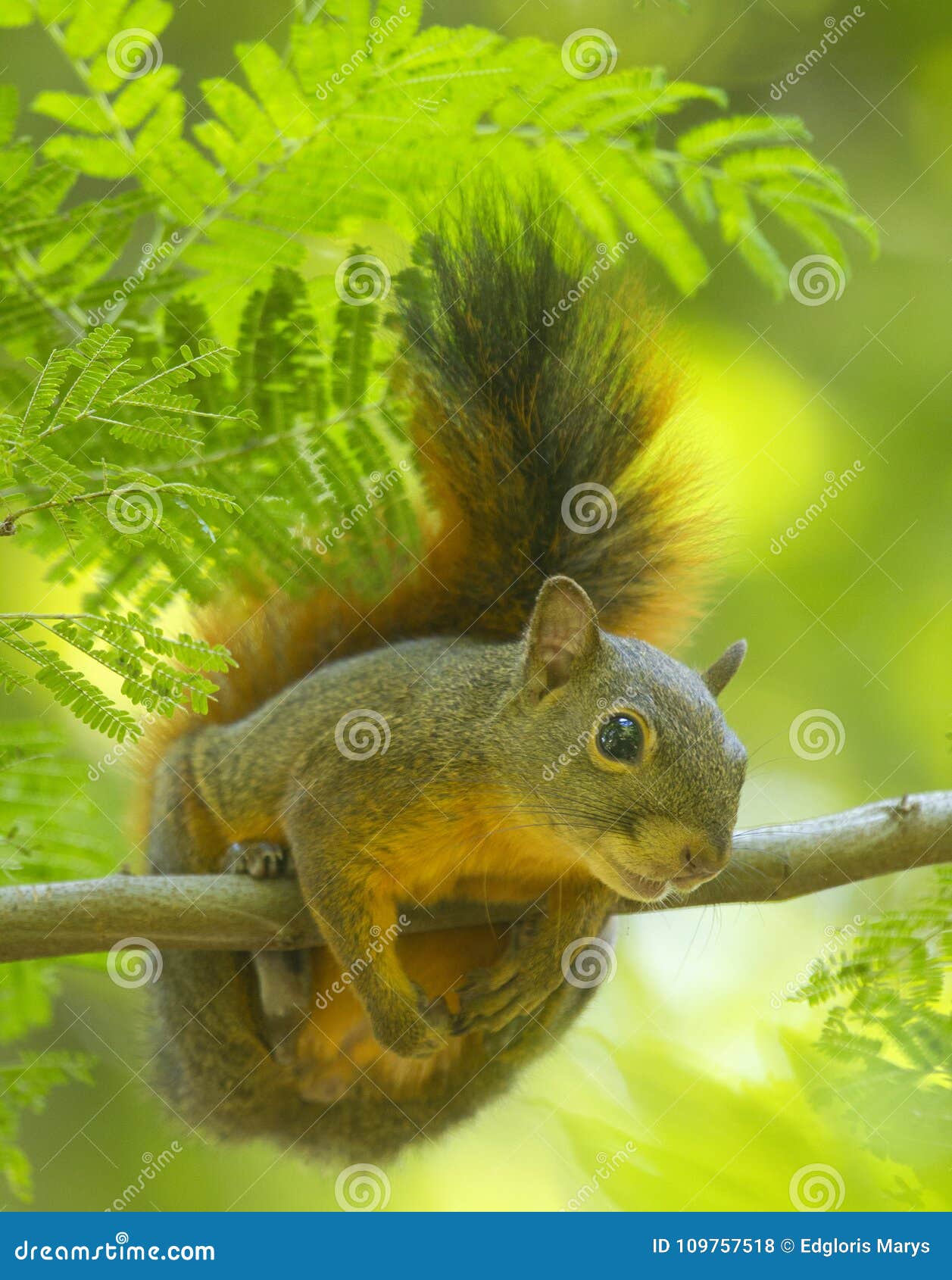 Friendly Squirrel in the Humid Forest Stock Photo - Image of juvenile ...