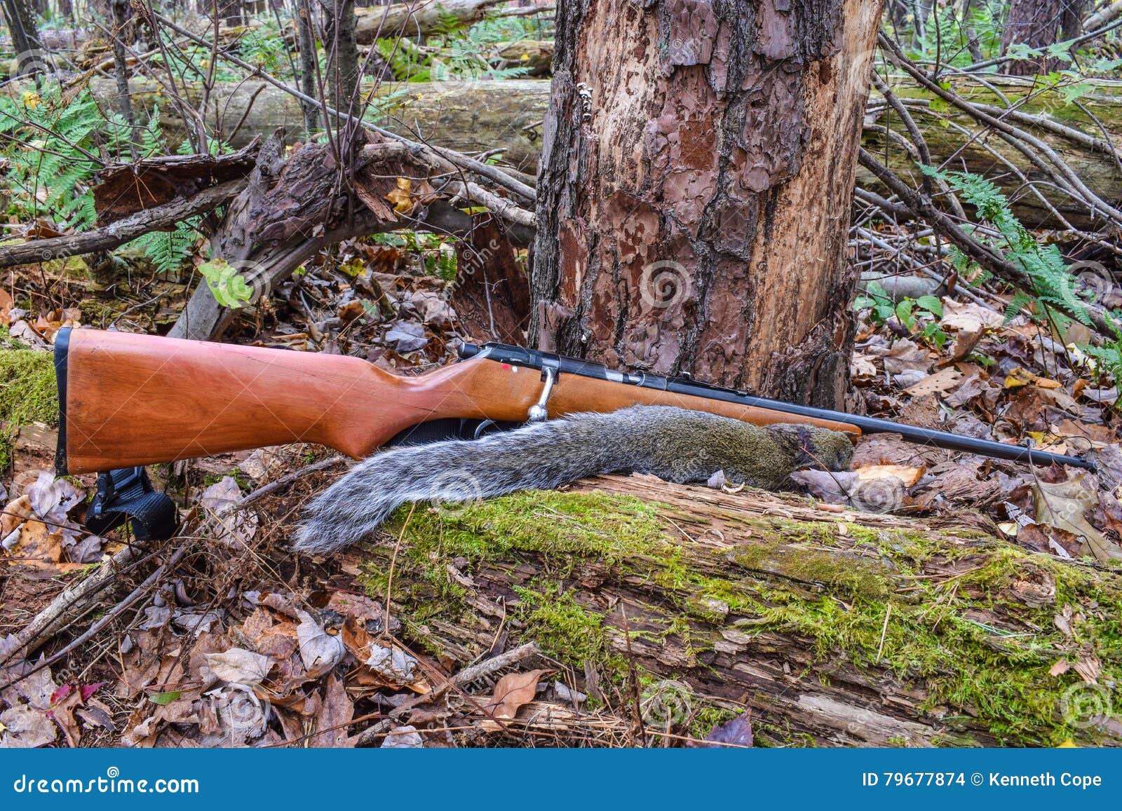 Squirrel Hunting stock photo. Image of gray, dead, bush - 79677874