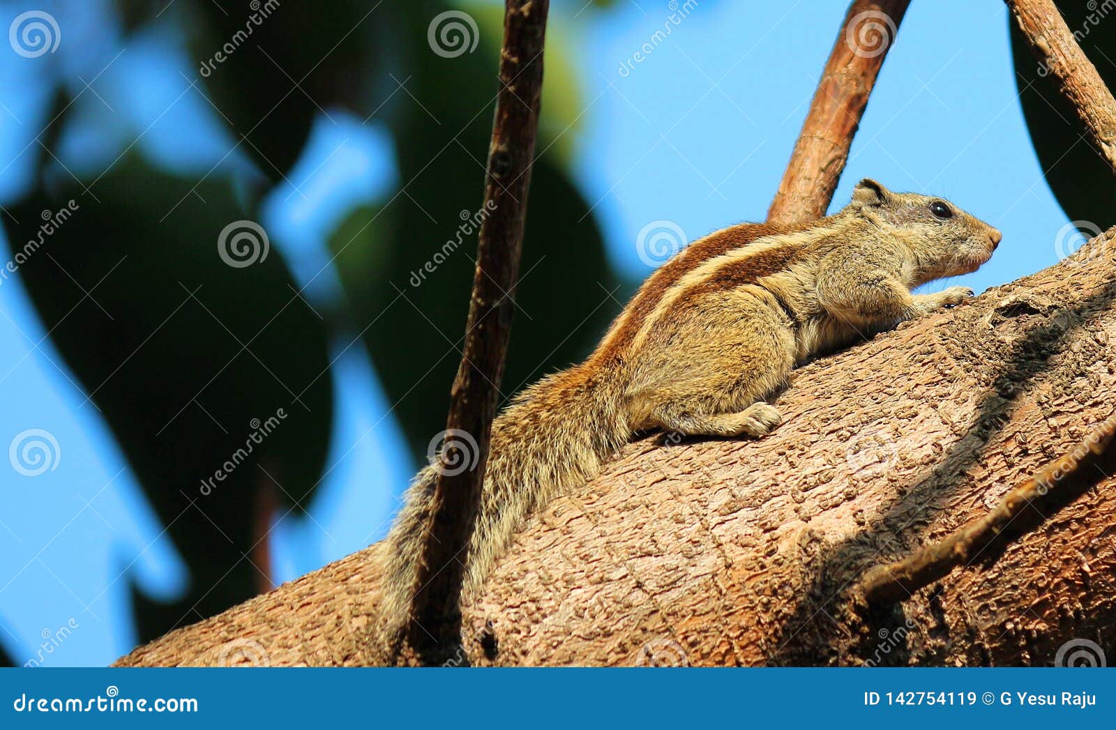 Squirrel Hunting for Food in the Nature World Stock Image - Image of ...