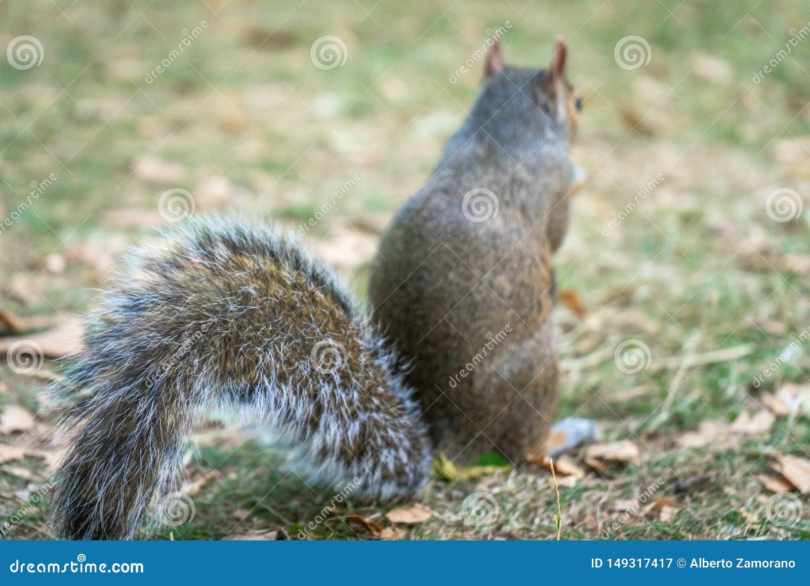 Squirrel on Hyde Park in London, England, UK Stock Image - Image of ...