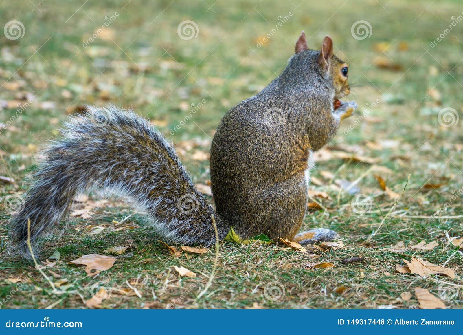 Squirrel on Hyde Park in London, England, UK Stock Photo - Image of ...