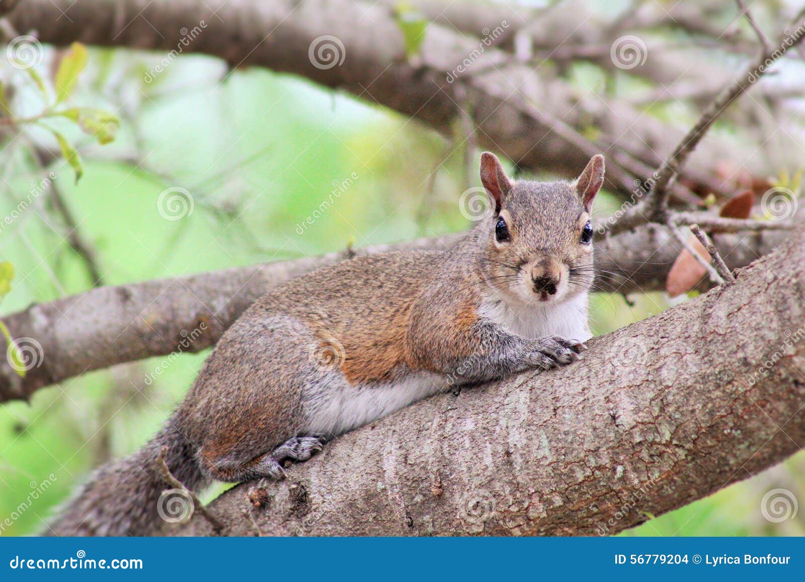 Squirrel stock photo. Image of natures, keys, nature - 56779204