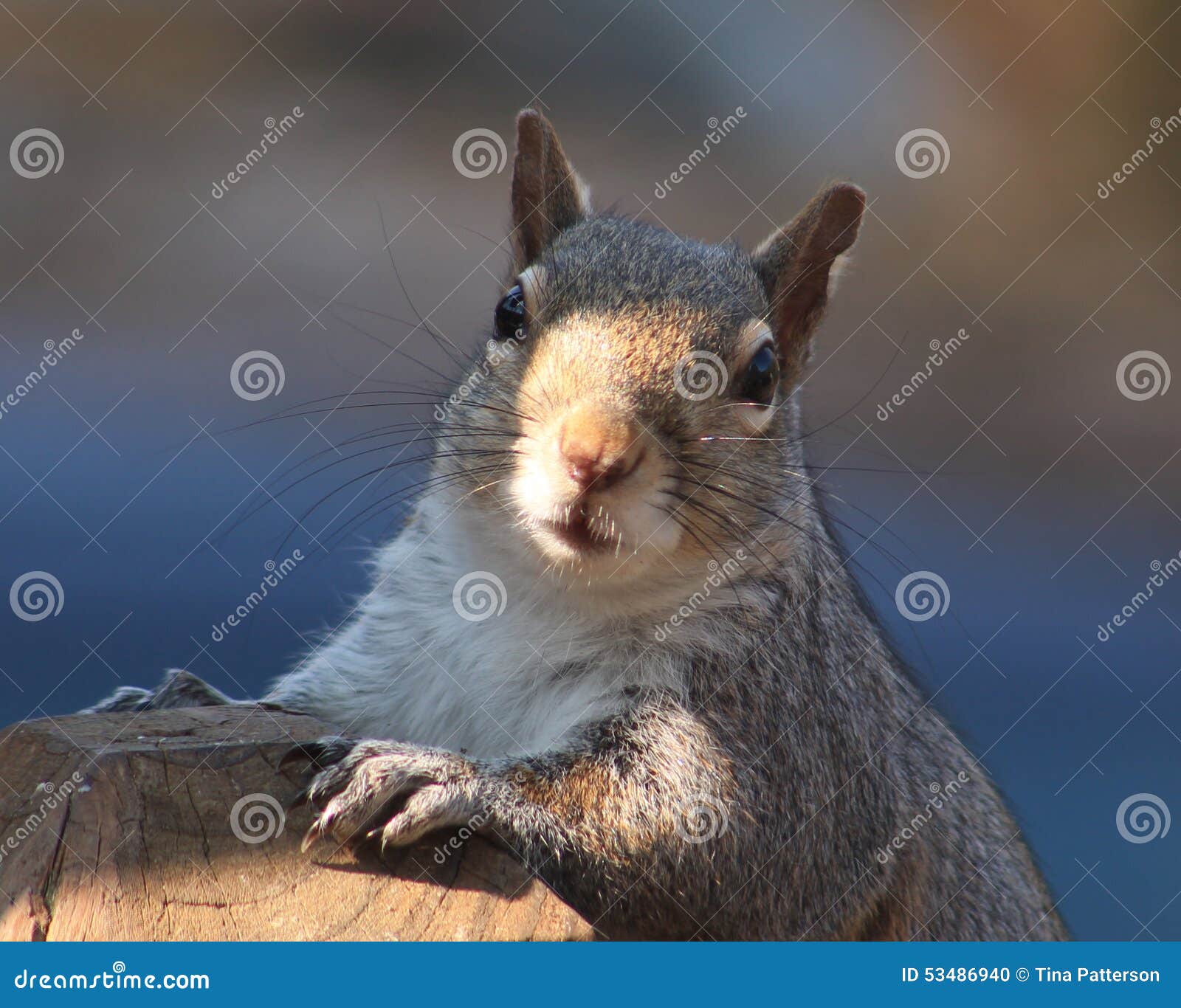 Squirrel stock photo. Image of whiskers, play, wildlife - 53486940