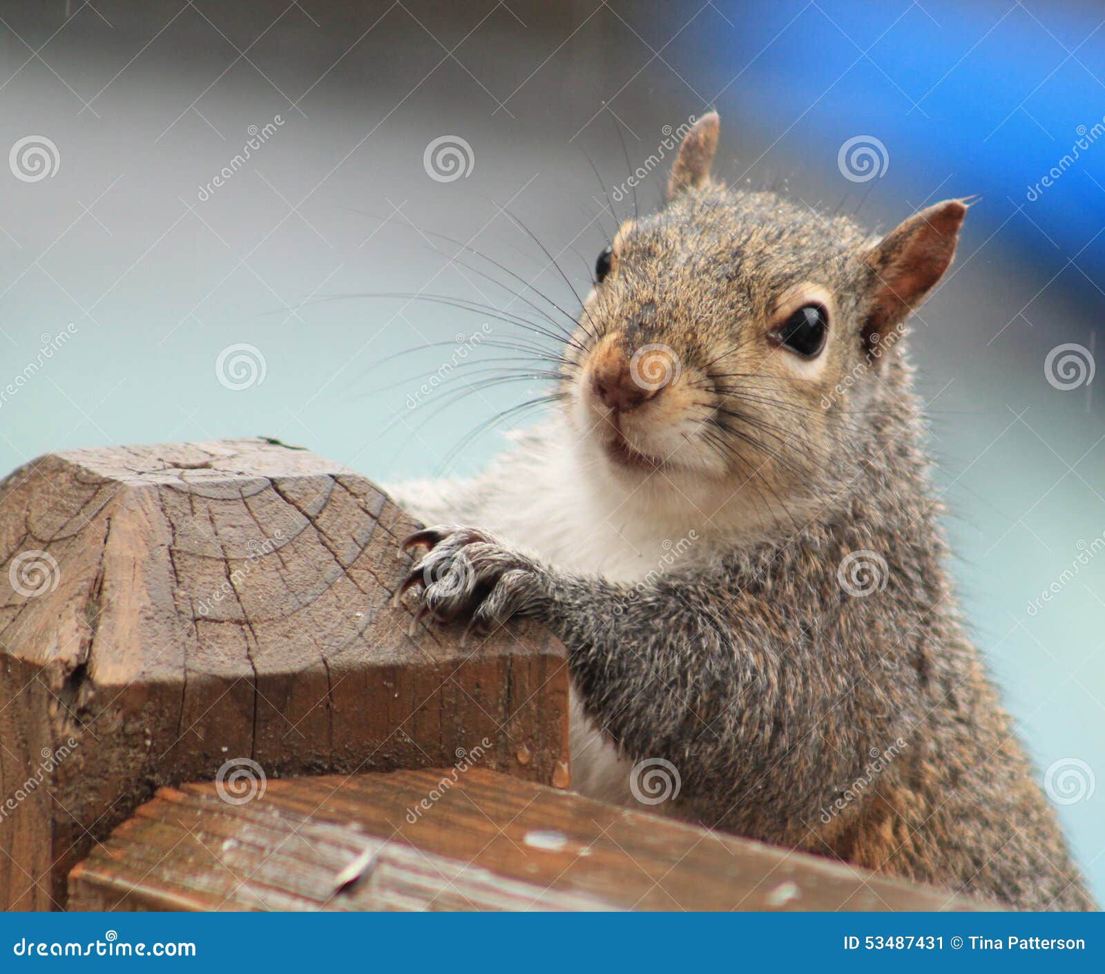 Squirrel stock image. Image of chipmunk, play, squirrels - 53487431