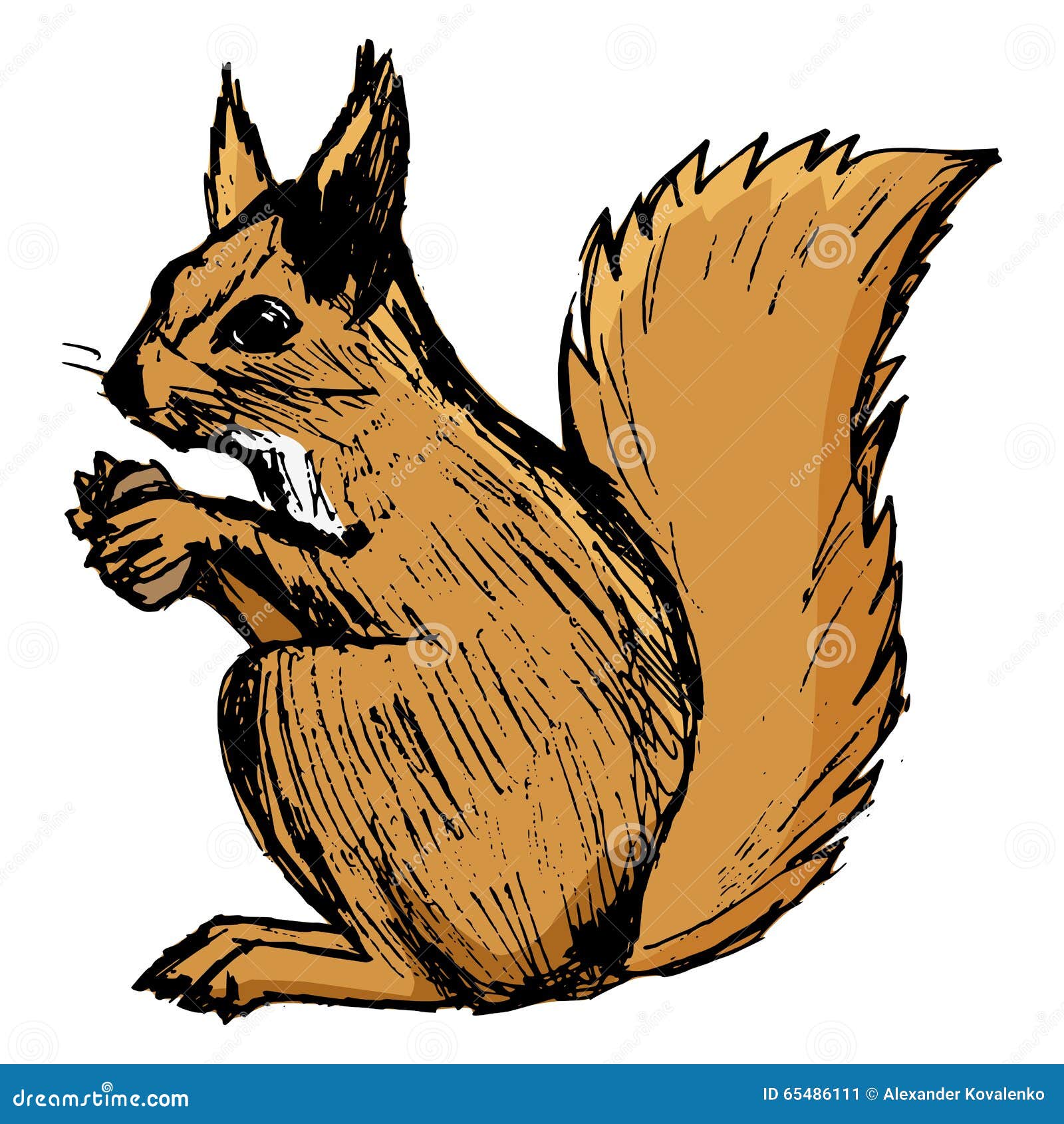 Squirrel stock illustration. Illustration of isolated - 65486111