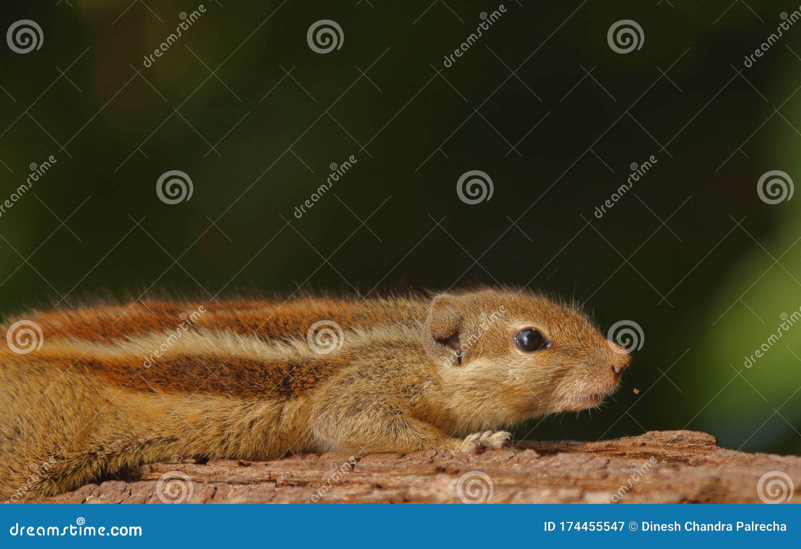 Single Red Squirrel - Latin Sciurus Vulgaris - On A Tree Branch During ...