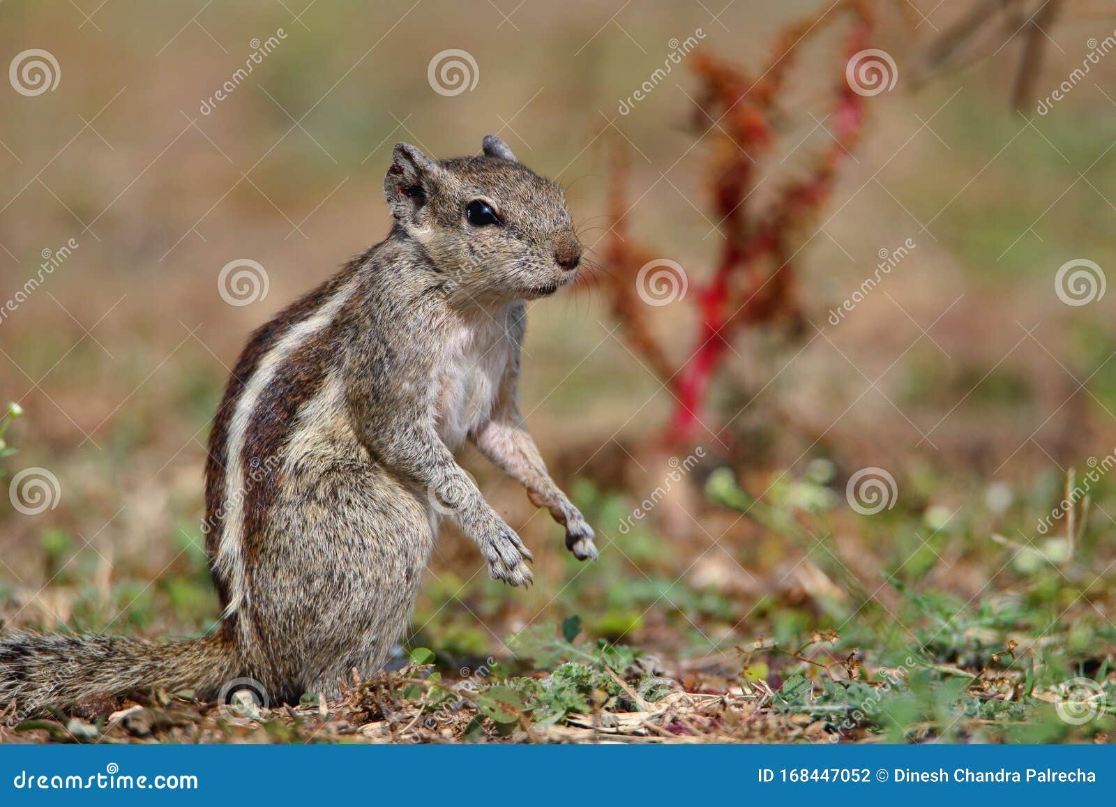 Squirrel in Its Nature, Natural Stock Photo - Image of funny, watching ...