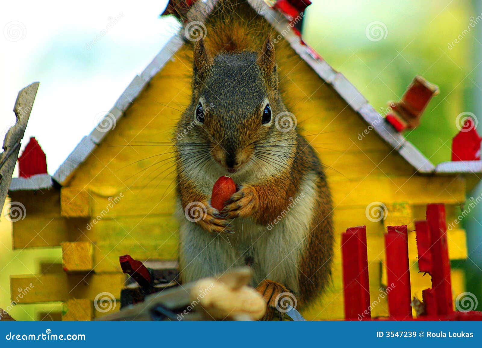 Mischievous Red Squirrel Stealing His Lunch. Stock Photography ...