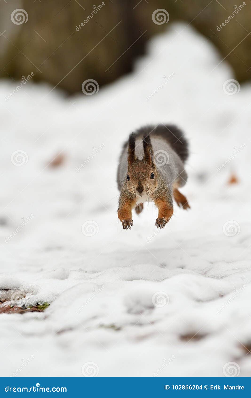 Squirrel jump in the air stock photo. Image of forest - 102866204