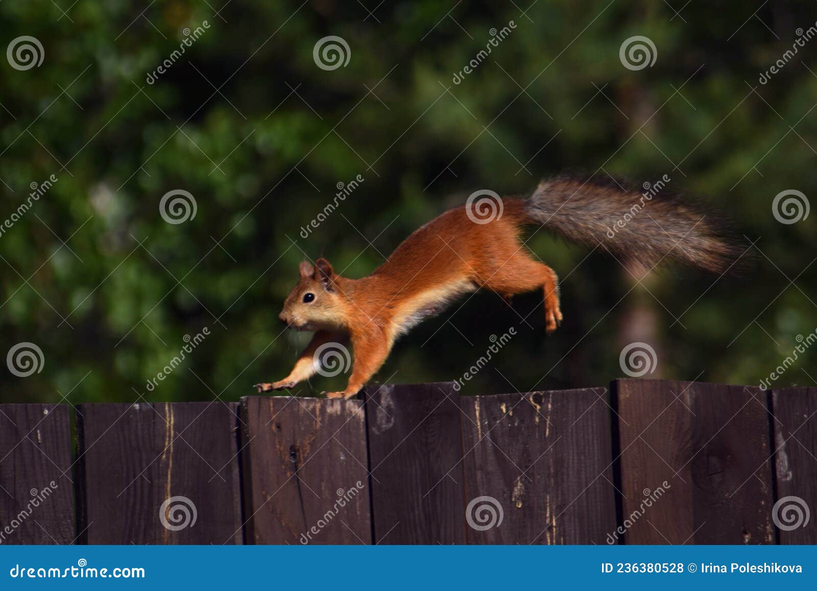Squirrel Run, Jump by the Fence in the Garden Stock Photo - Image of ...