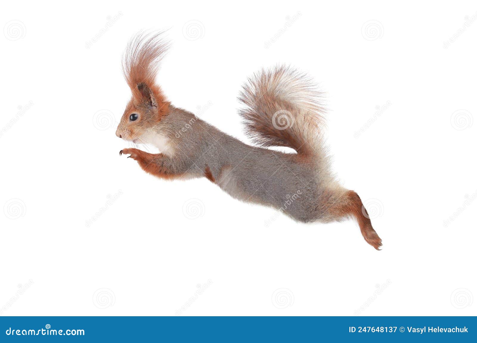 Squirrel in jump isolated stock image. Image of flight - 247648137