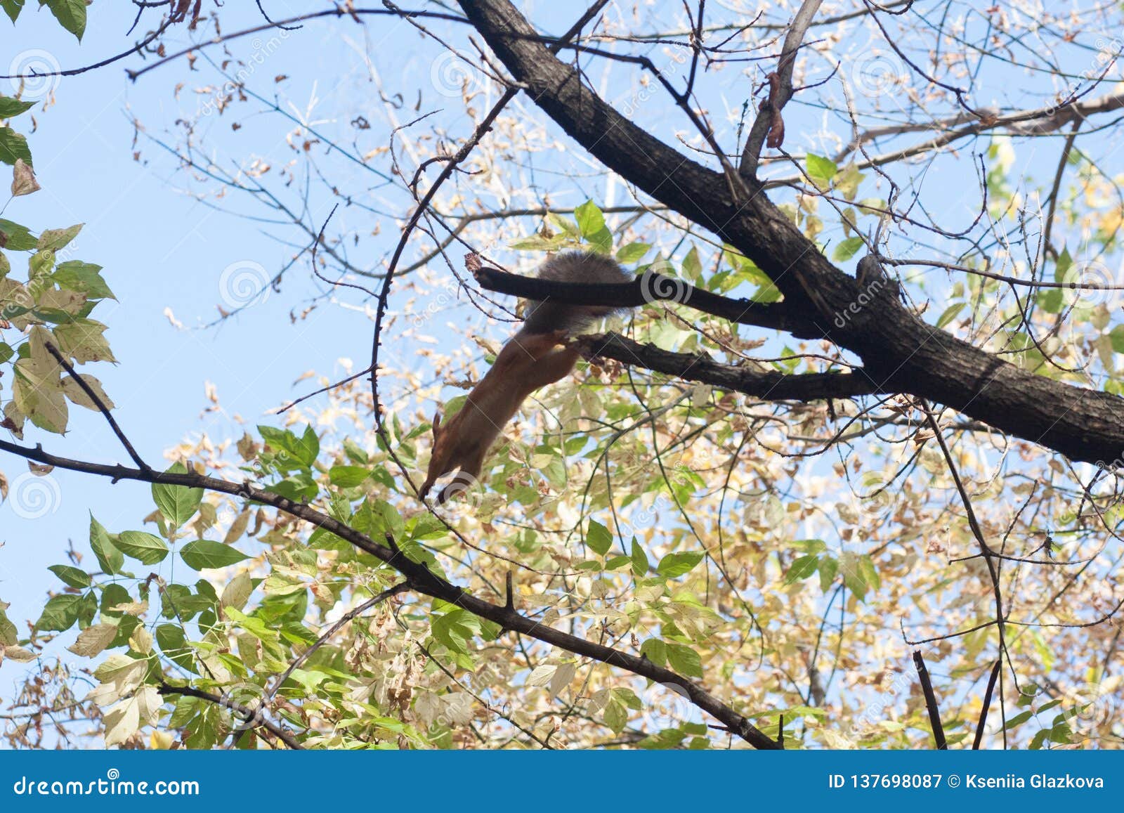 Squirrel Jump on the Tree. Photo Horizontal Stock Image - Image of ...