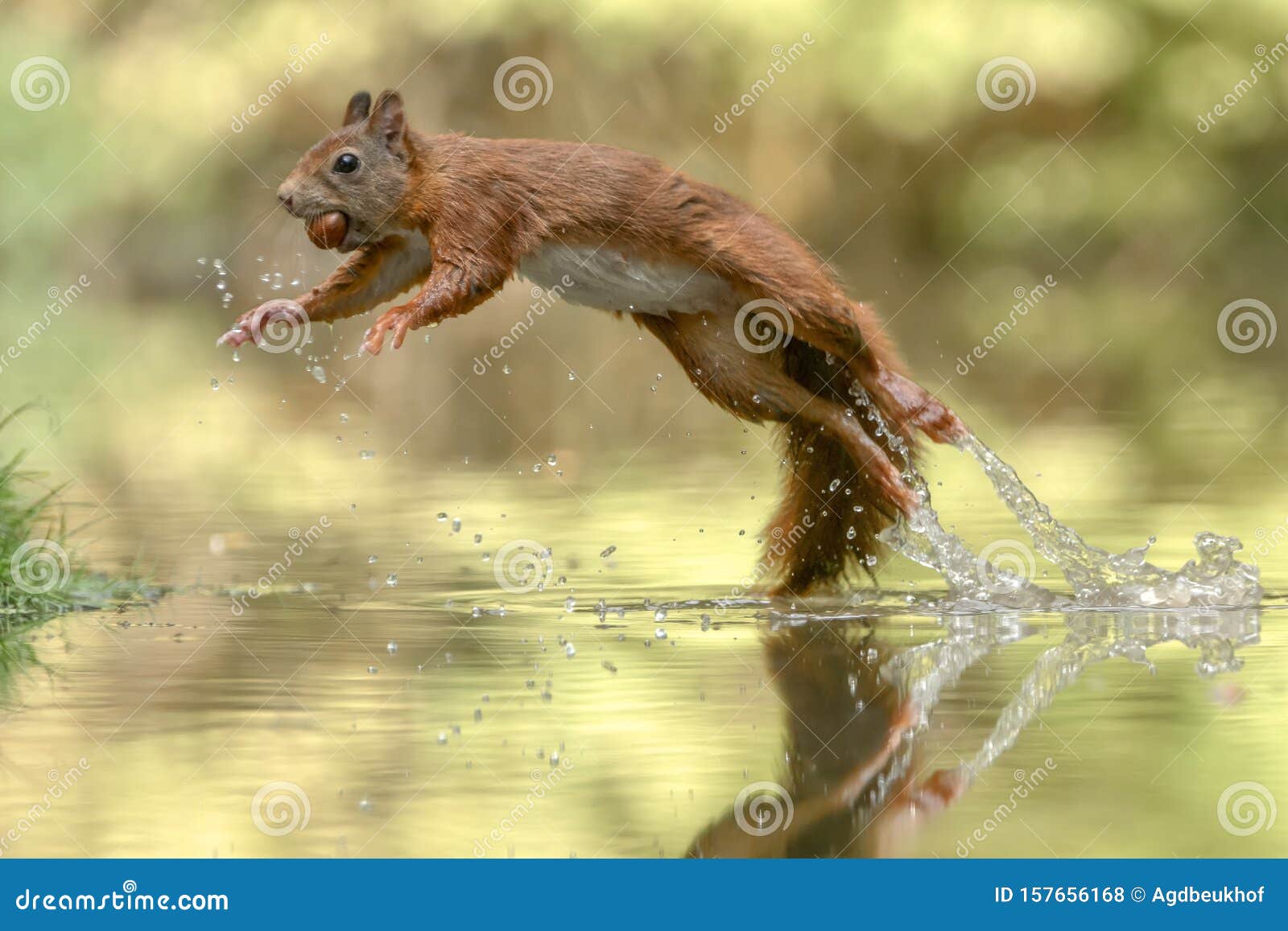 Eurasian Red Squirrel, Sciurus Vulgaris, Jumping Out of the Water Stock ...