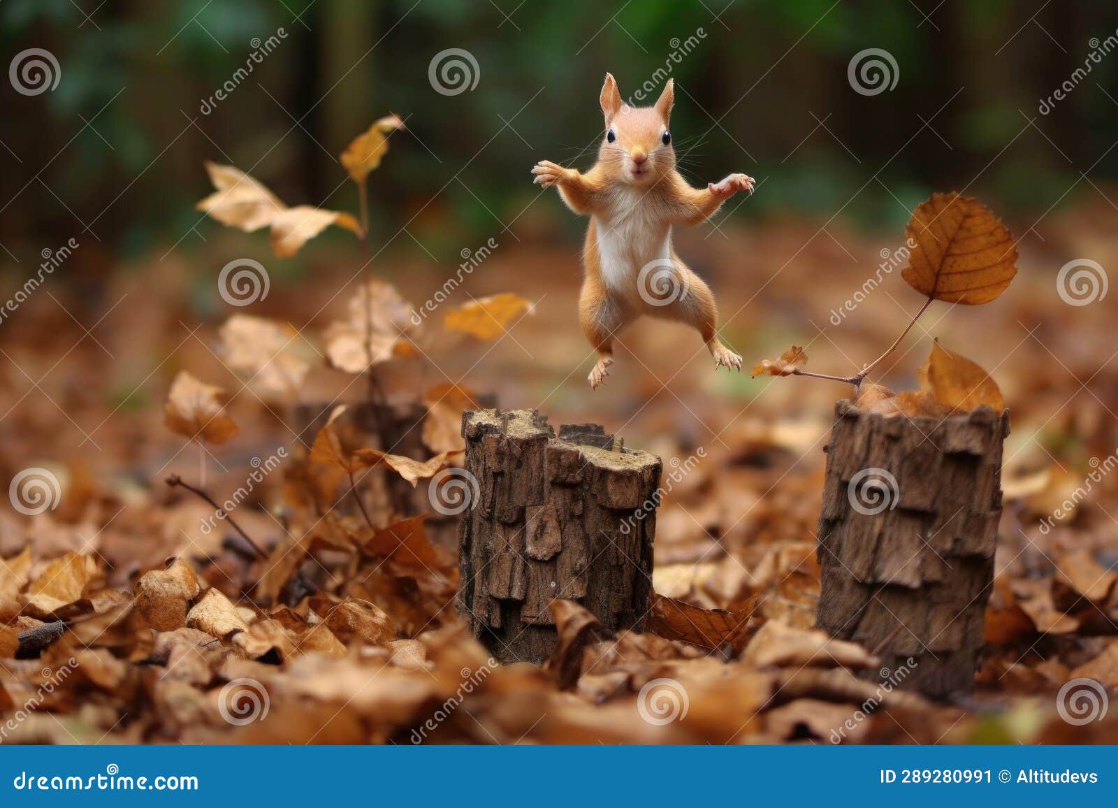 Squirrel Jumping Over Neat Piles of Leaves Stock Image - Image of cute ...