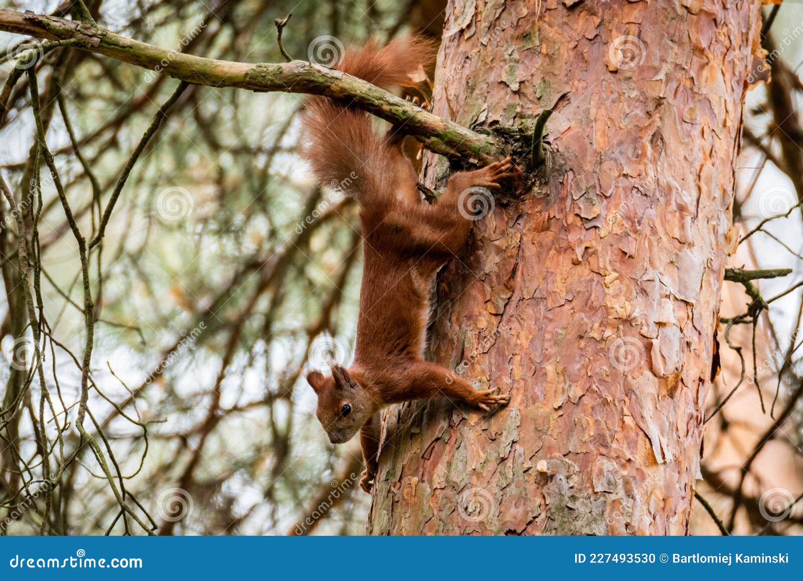 Squirrel Jumping on the Tree. Upside Down Position Stock Photo - Image ...