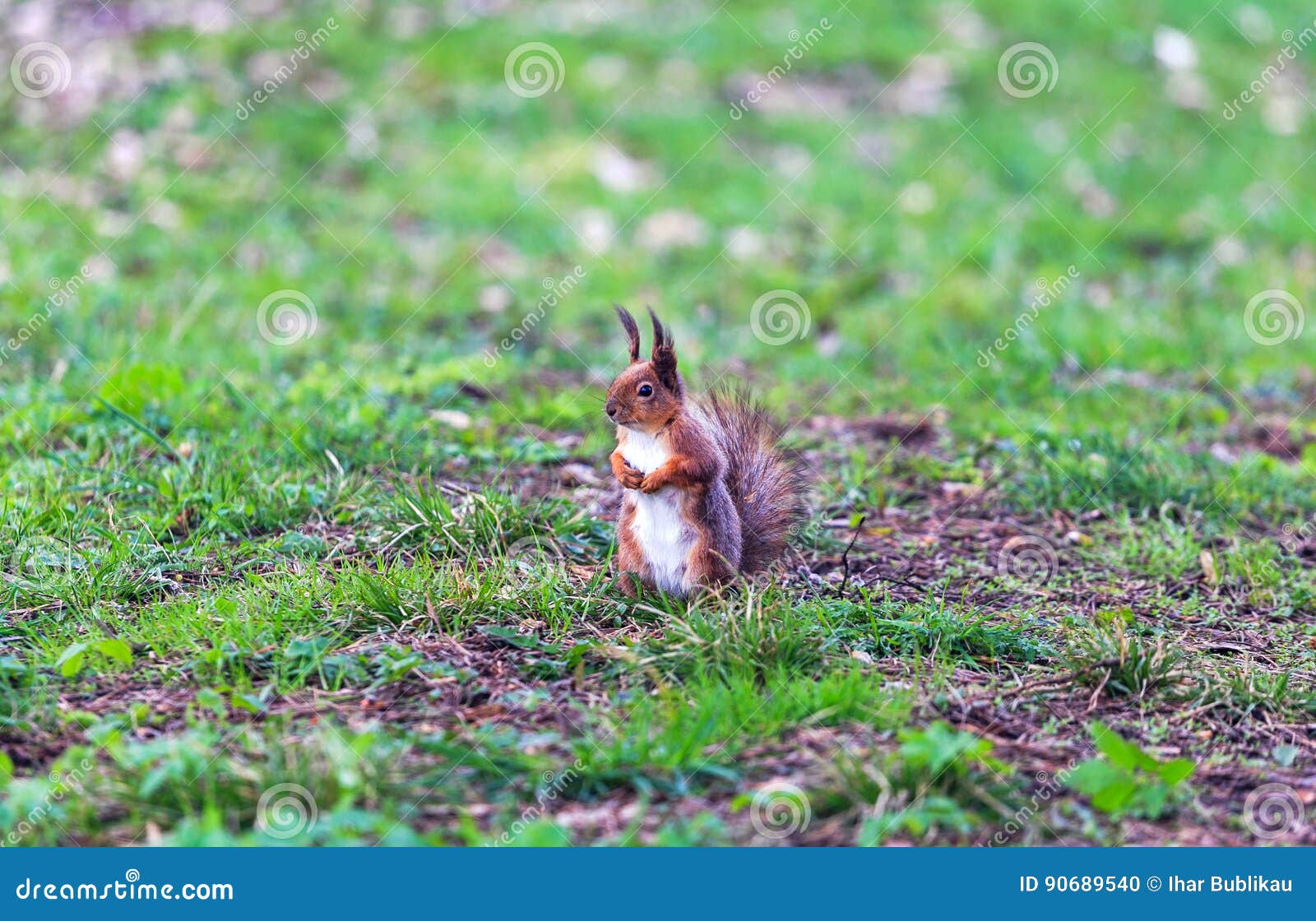 Squirrel Jumping in the Trees and Playing in the Park Stock Photo ...