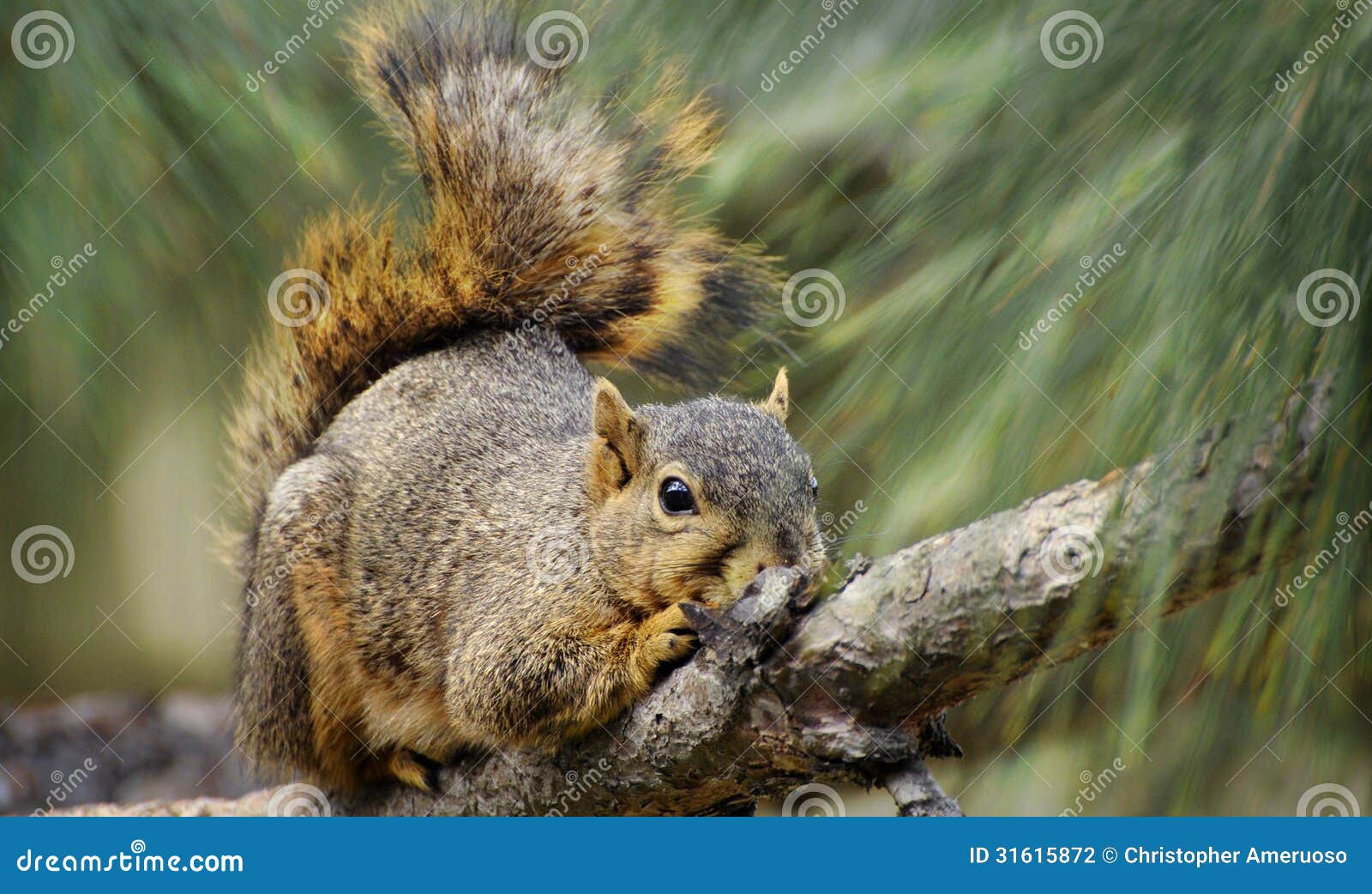 Squirrel stock photo. Image of wildlife, nuts, brown - 31615872