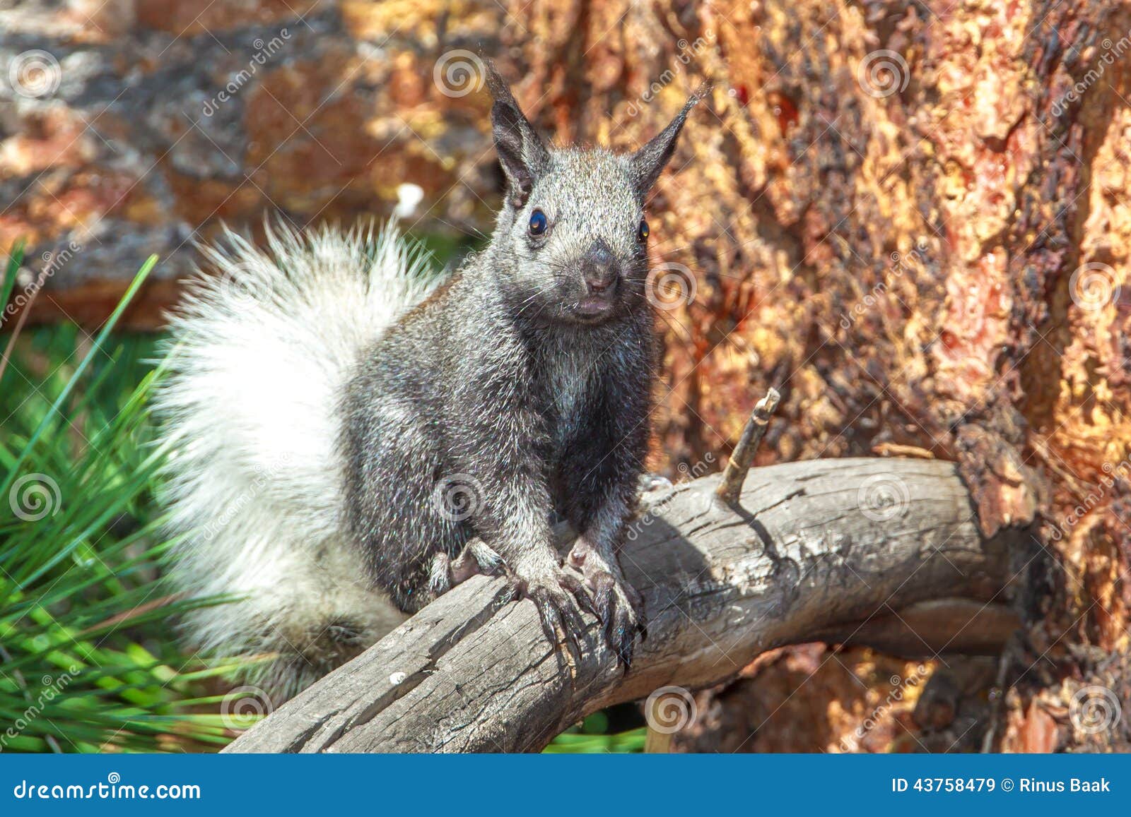 Squirrel - Kaibab stock image. Image of looking, rodent - 43758479
